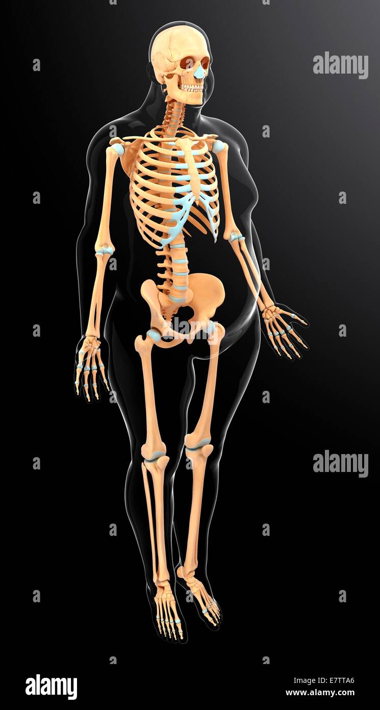 Human skeletal system, computer artwork Stock Photo - Alamy