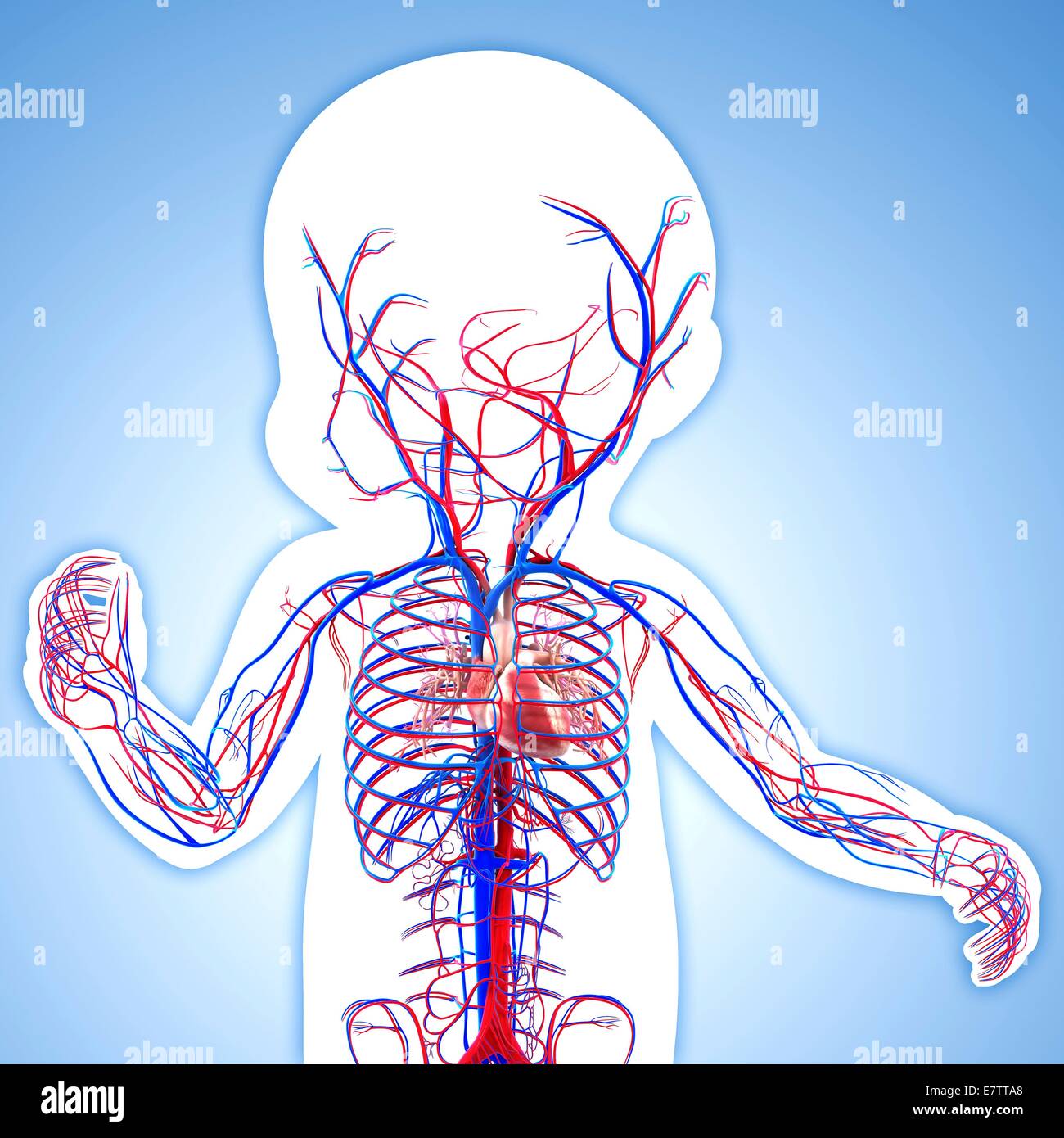 Baby's cardiovascular system, computer artwork Stock Photo - Alamy