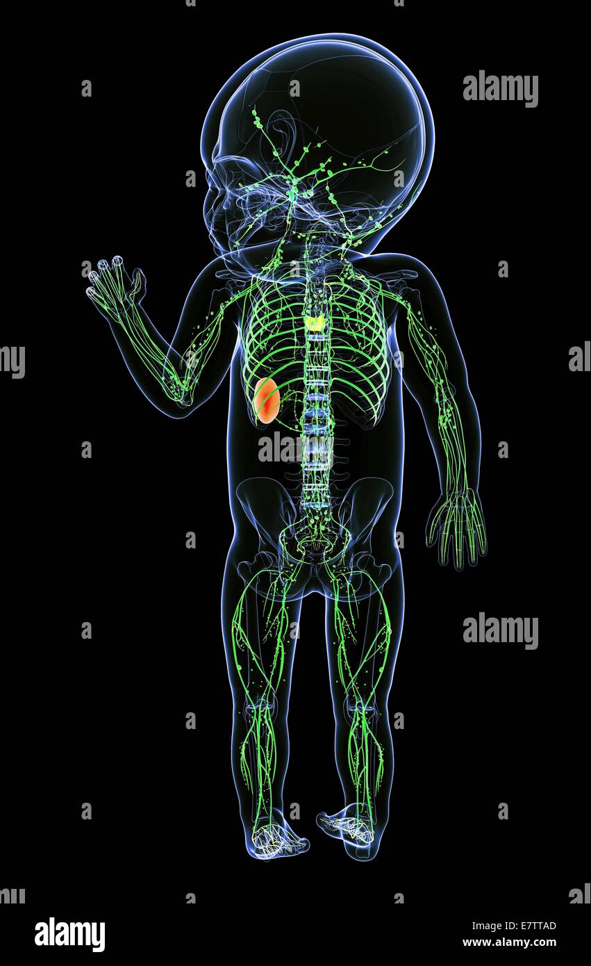 Baby's lymphatic system, computer artwork Stock Photo - Alamy