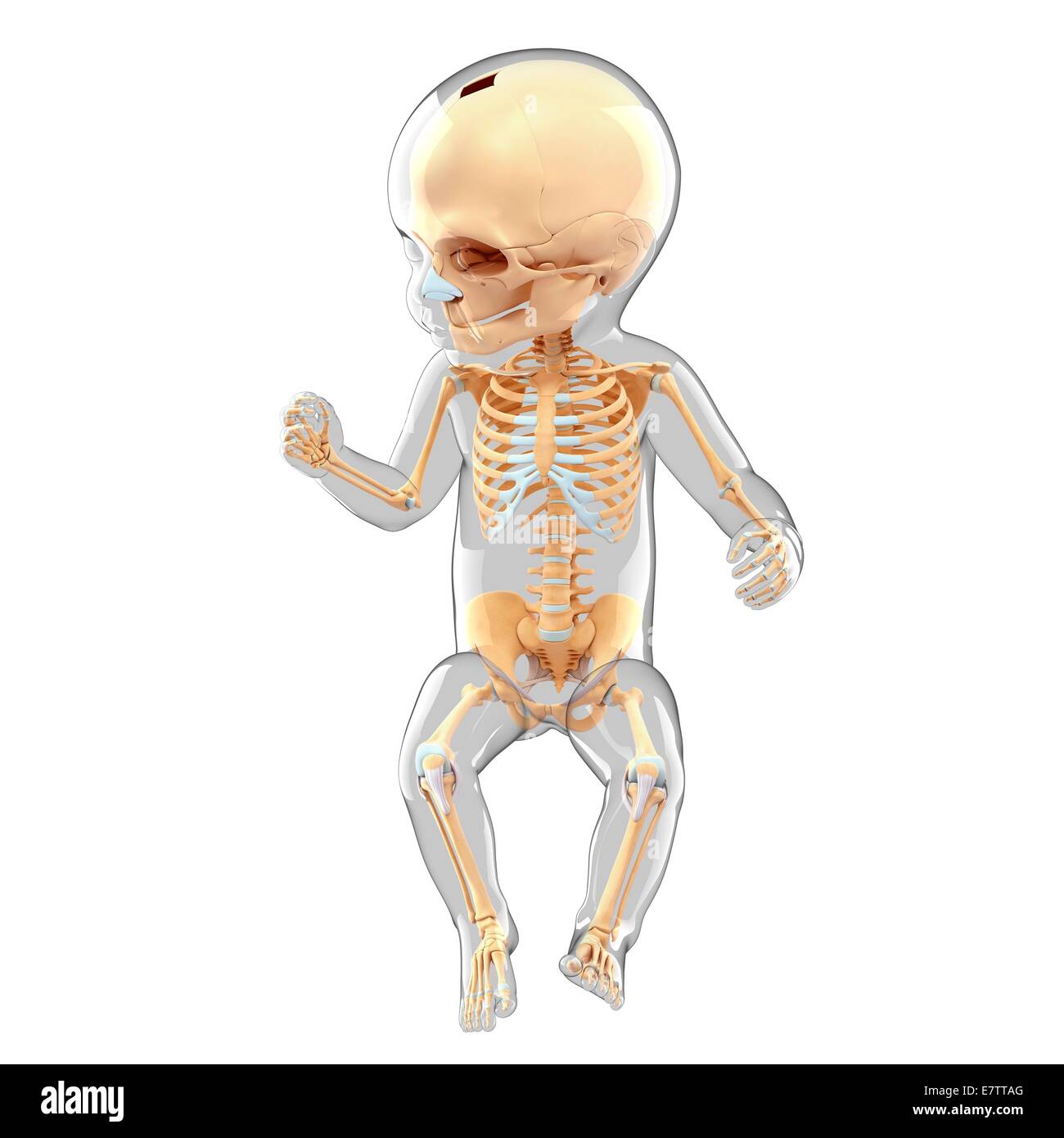 Babys skeletal system hi-res stock photography and images - Alamy