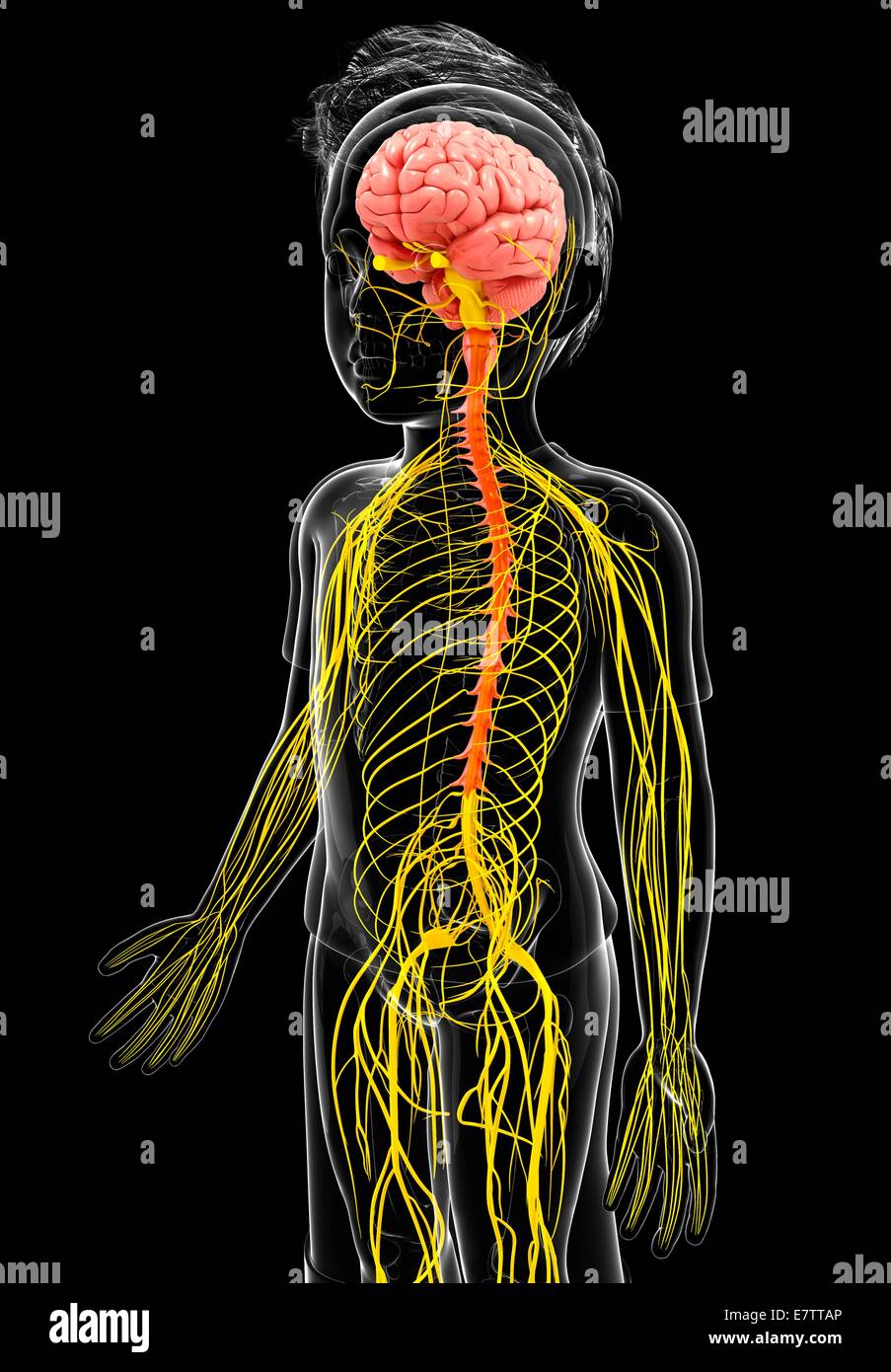Human nervous system, computer artwork Stock Photo - Alamy