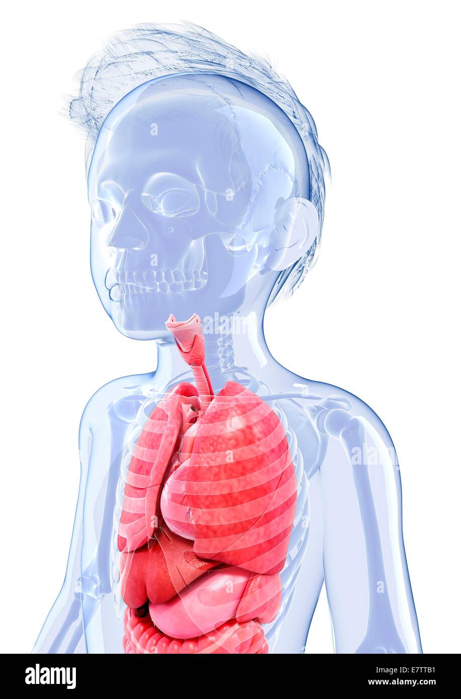 Human anatomy, computer artwork Stock Photo - Alamy