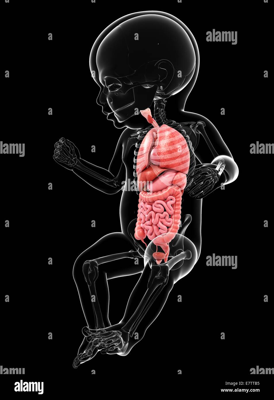 Baby's anatomy, computer artwork Stock Photo - Alamy