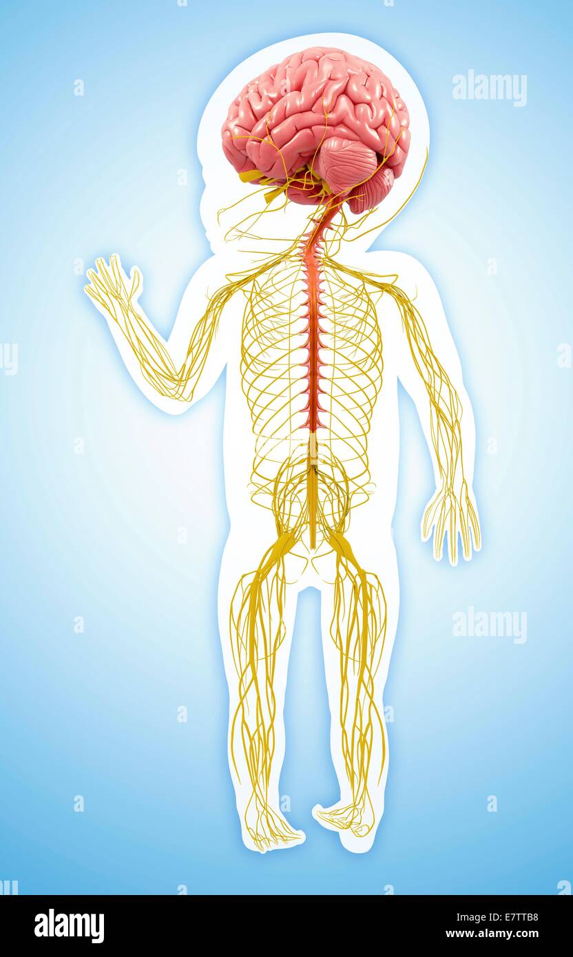 Baby's nervous system, computer artwork Stock Photo - Alamy