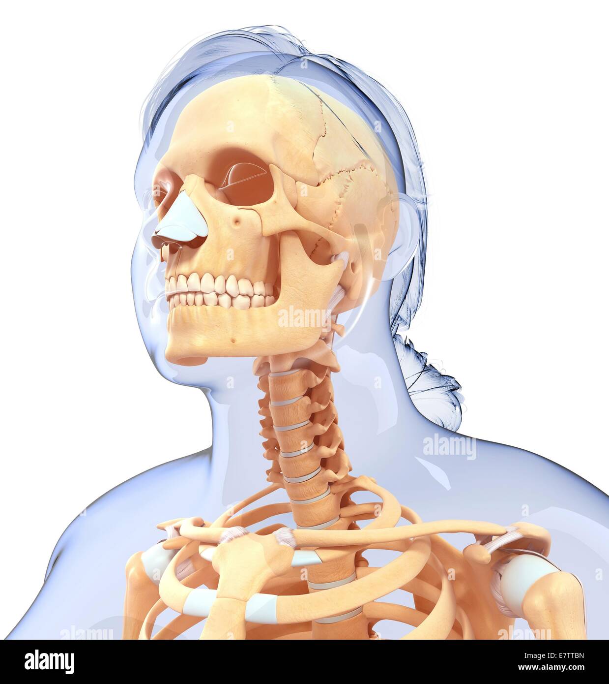 Human skull, computer artwork Stock Photo - Alamy