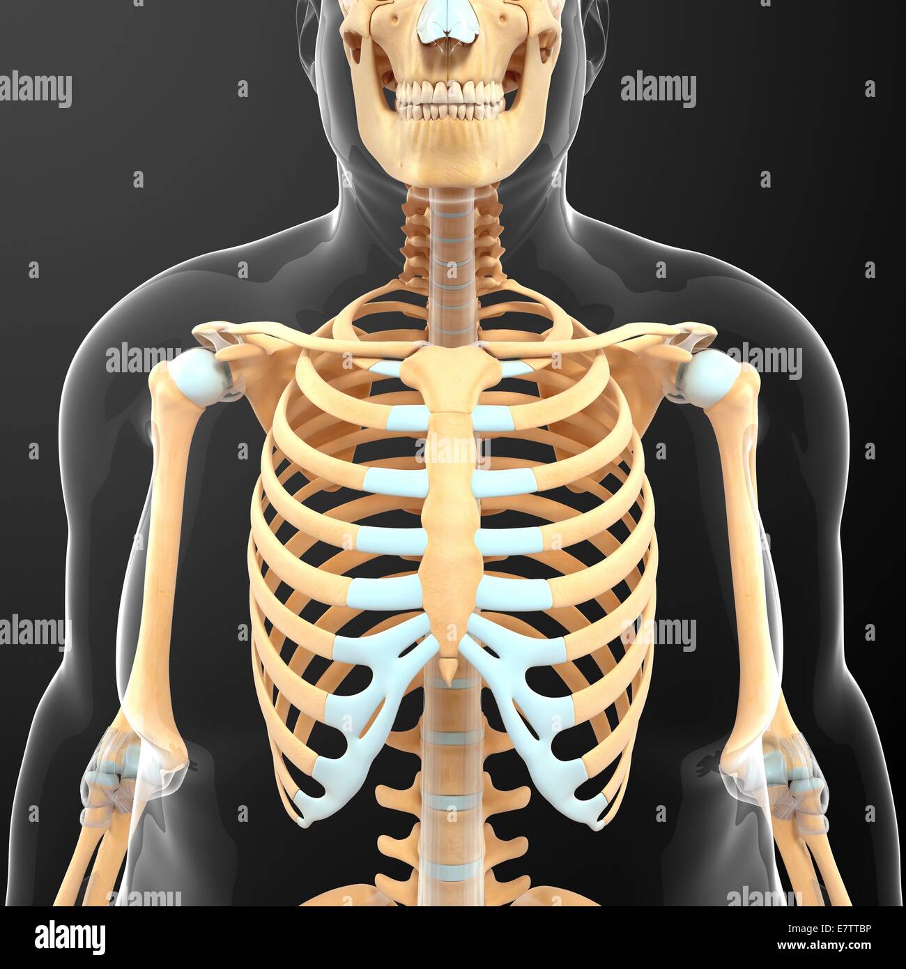Human skeletal system, computer artwork Stock Photo - Alamy