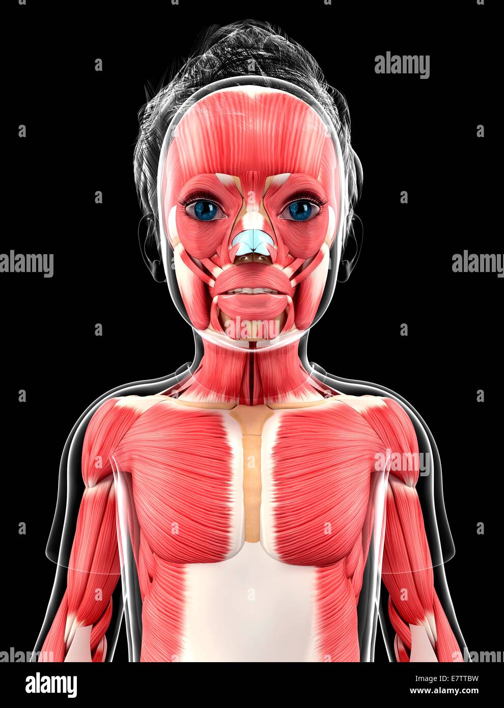 Human muscular system, computer artwork Stock Photo - Alamy
