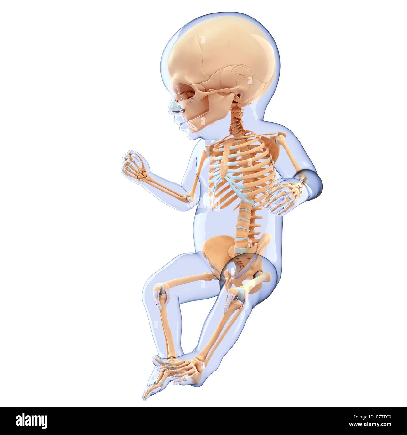 Babys skeletal system hi-res stock photography and images - Alamy