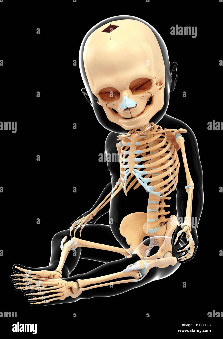 Babys skeletal system hi-res stock photography and images - Alamy