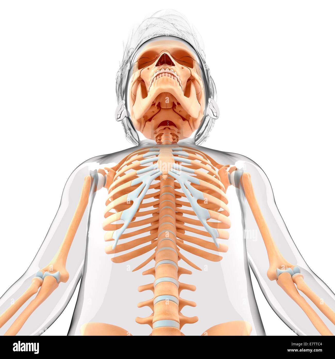 Human skeletal system, computer artwork Stock Photo - Alamy