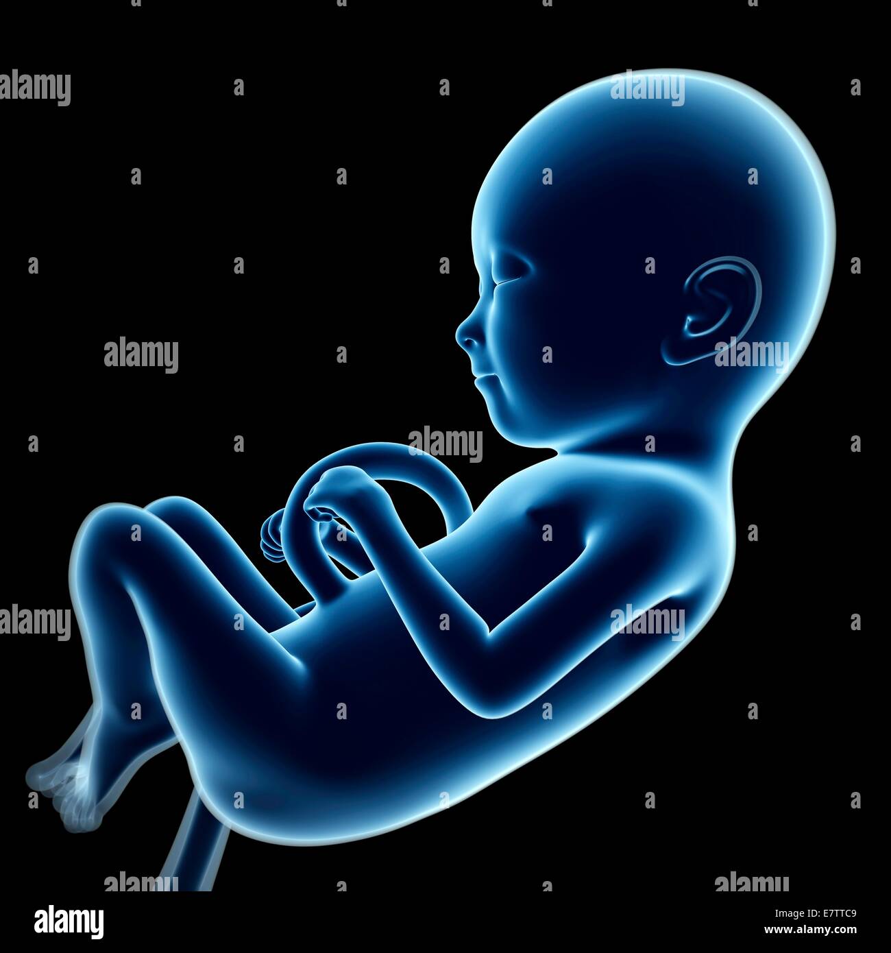 Human fetal development (month 5), computer artwork Stock Photo - Alamy