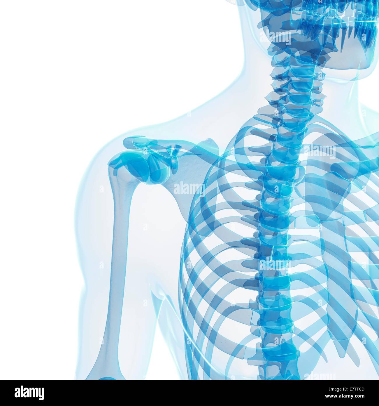 Human skeleton, computer artwork Stock Photo - Alamy
