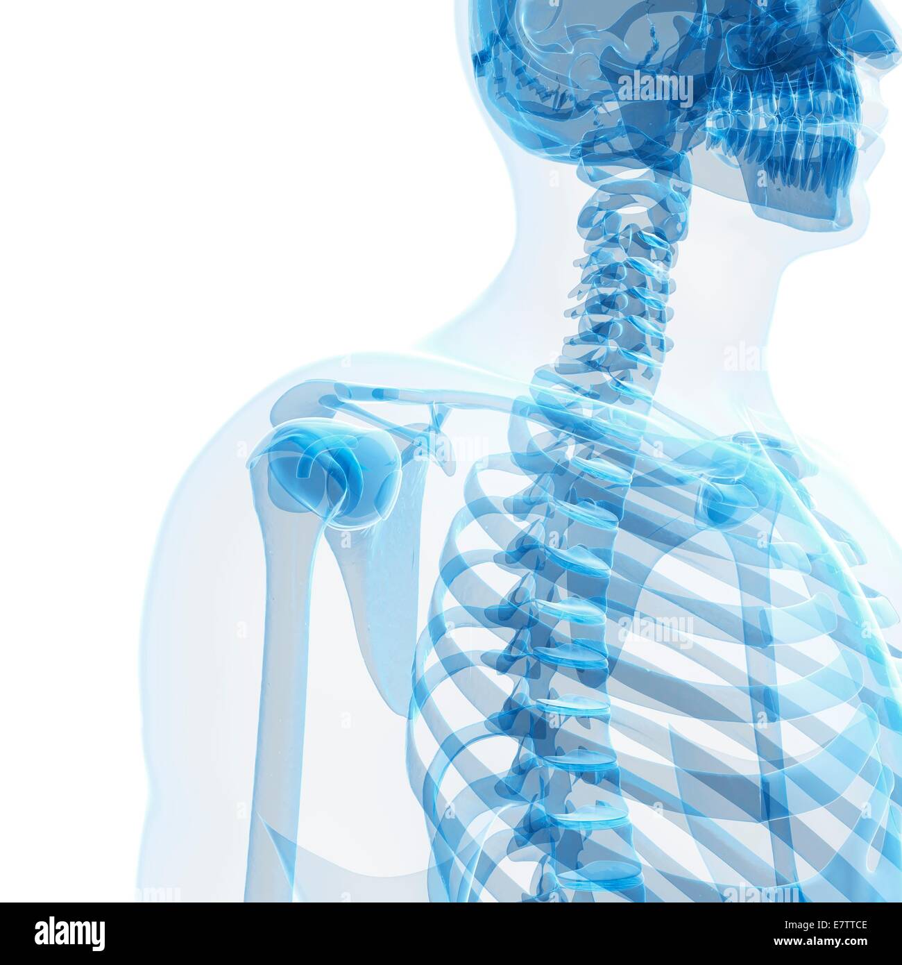 Human skeleton, computer artwork Stock Photo - Alamy