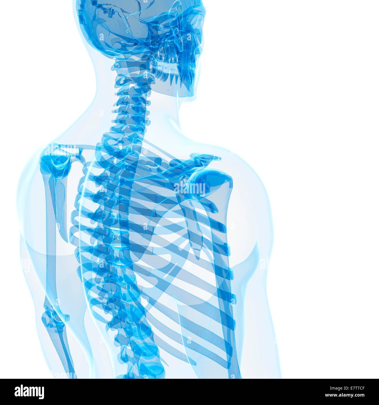 Human skeleton, computer artwork Stock Photo - Alamy