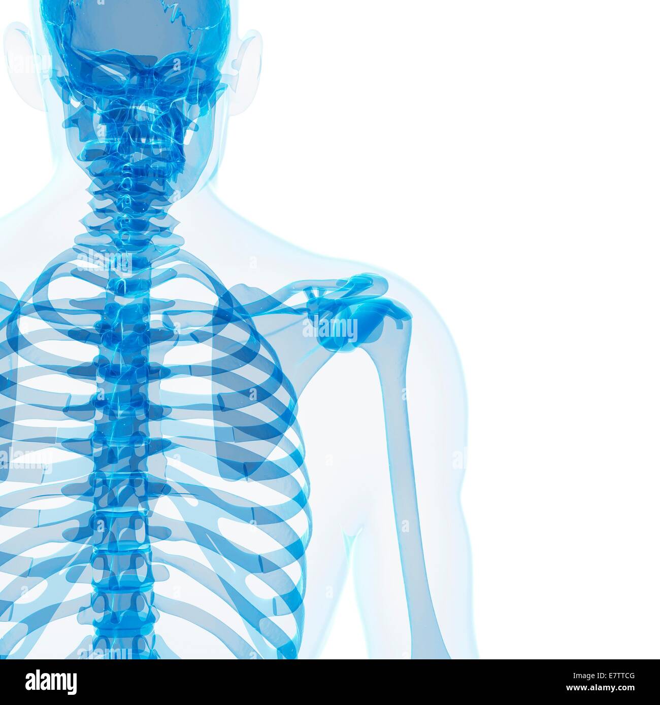 Human skeleton, computer artwork Stock Photo - Alamy