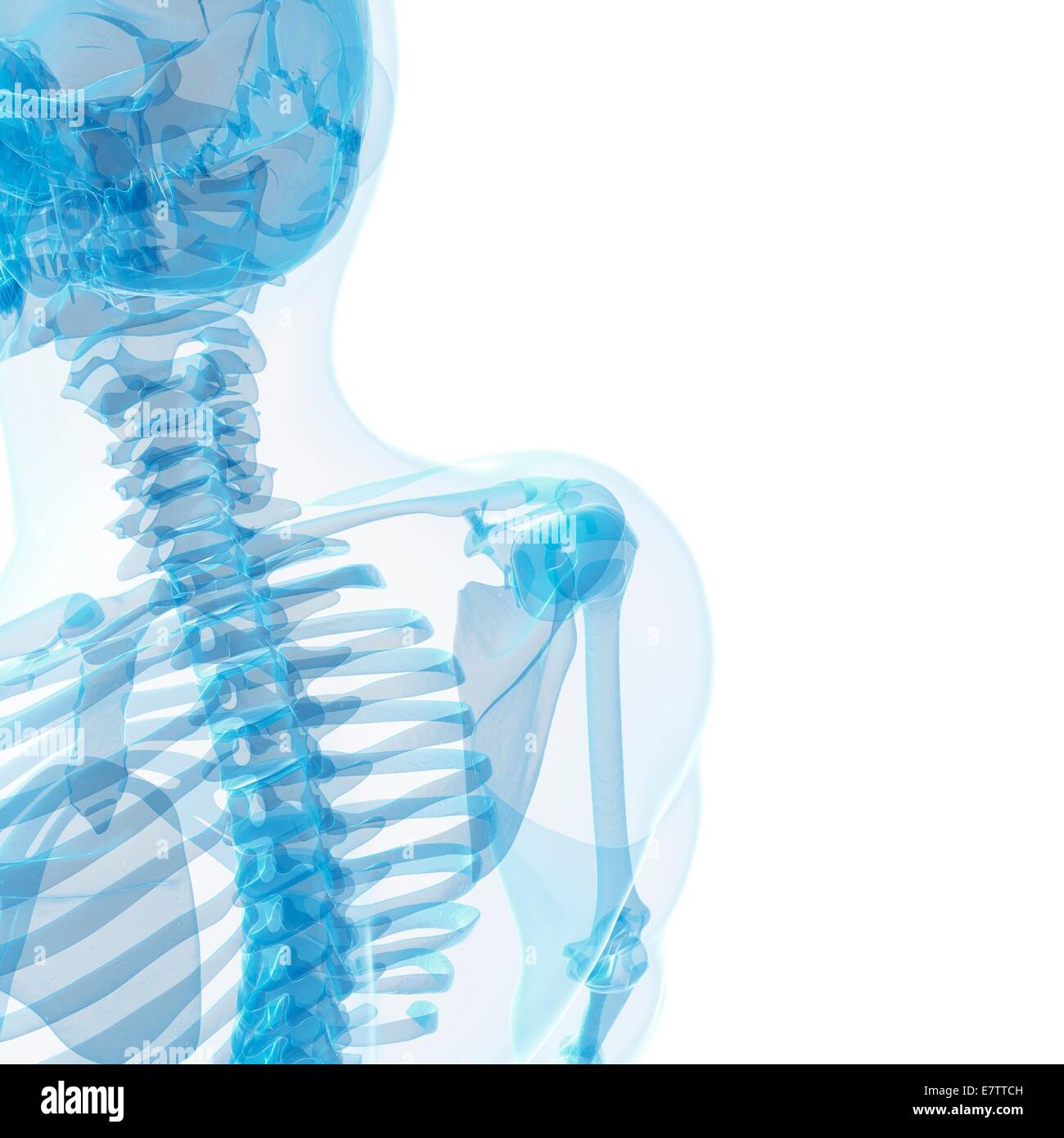 Human skeleton, computer artwork Stock Photo - Alamy