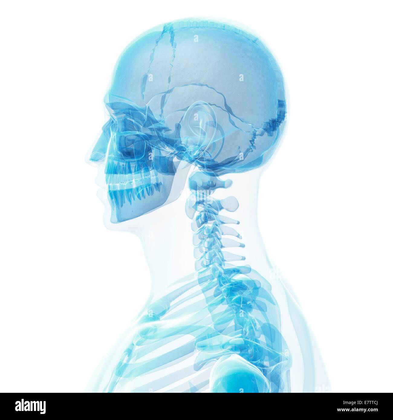 Human skull, computer artwork Stock Photo - Alamy
