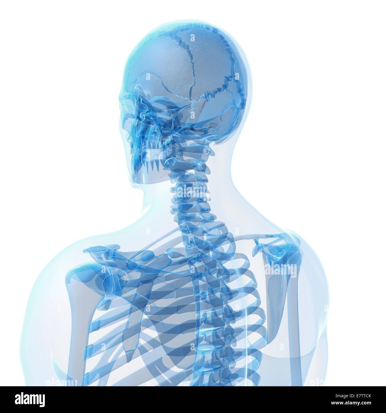 Human skull, computer artwork Stock Photo - Alamy