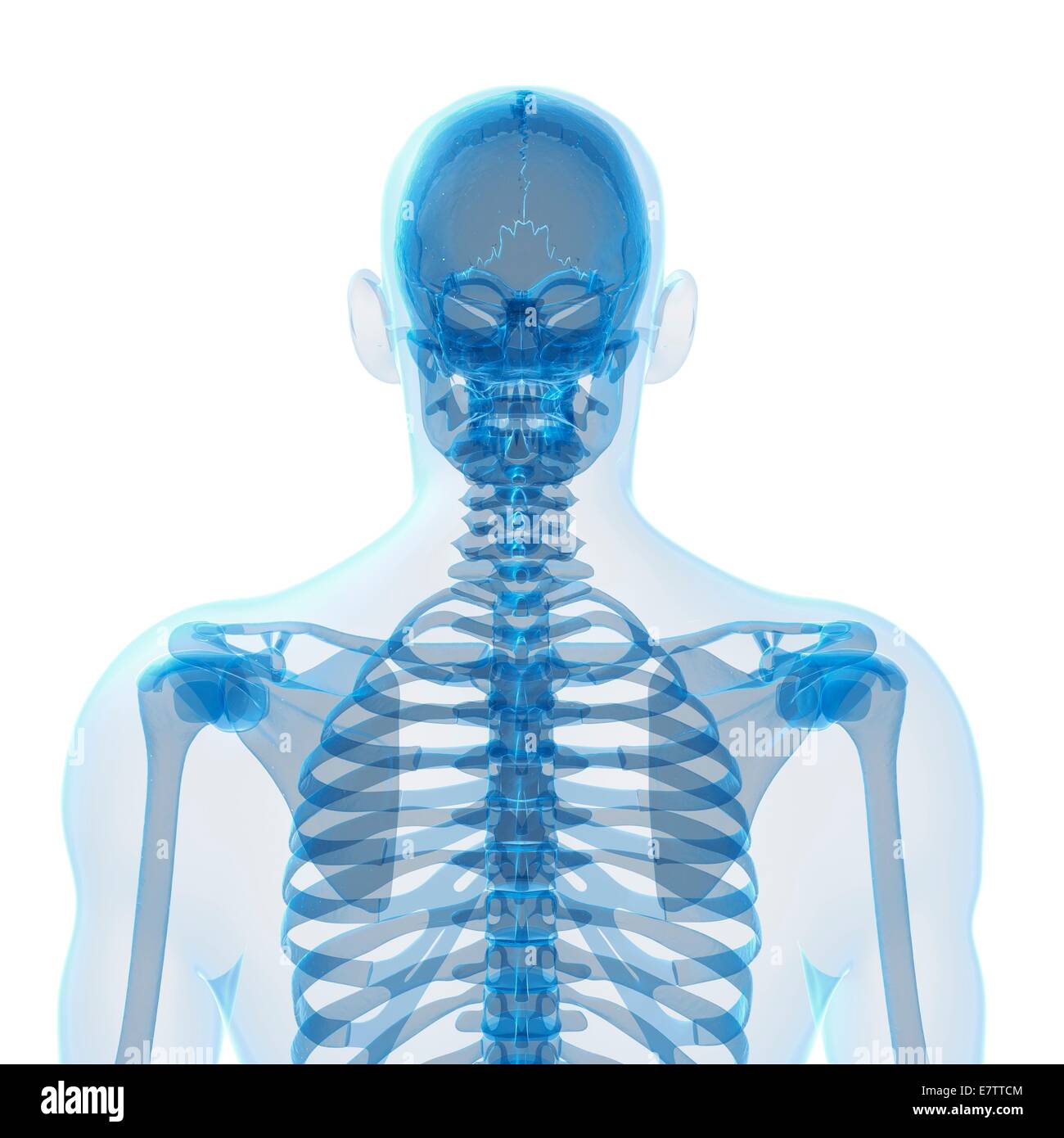 Human skeleton, computer artwork Stock Photo - Alamy