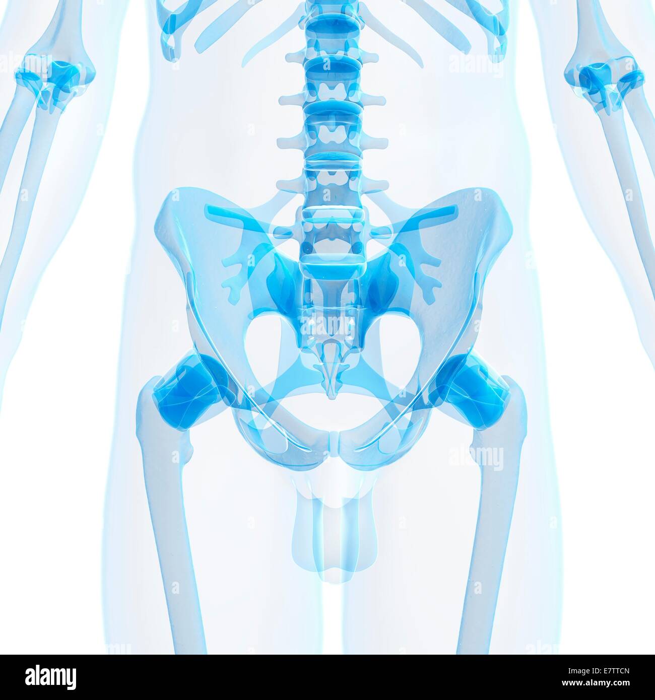 Human pelvis, computer artwork Stock Photo - Alamy