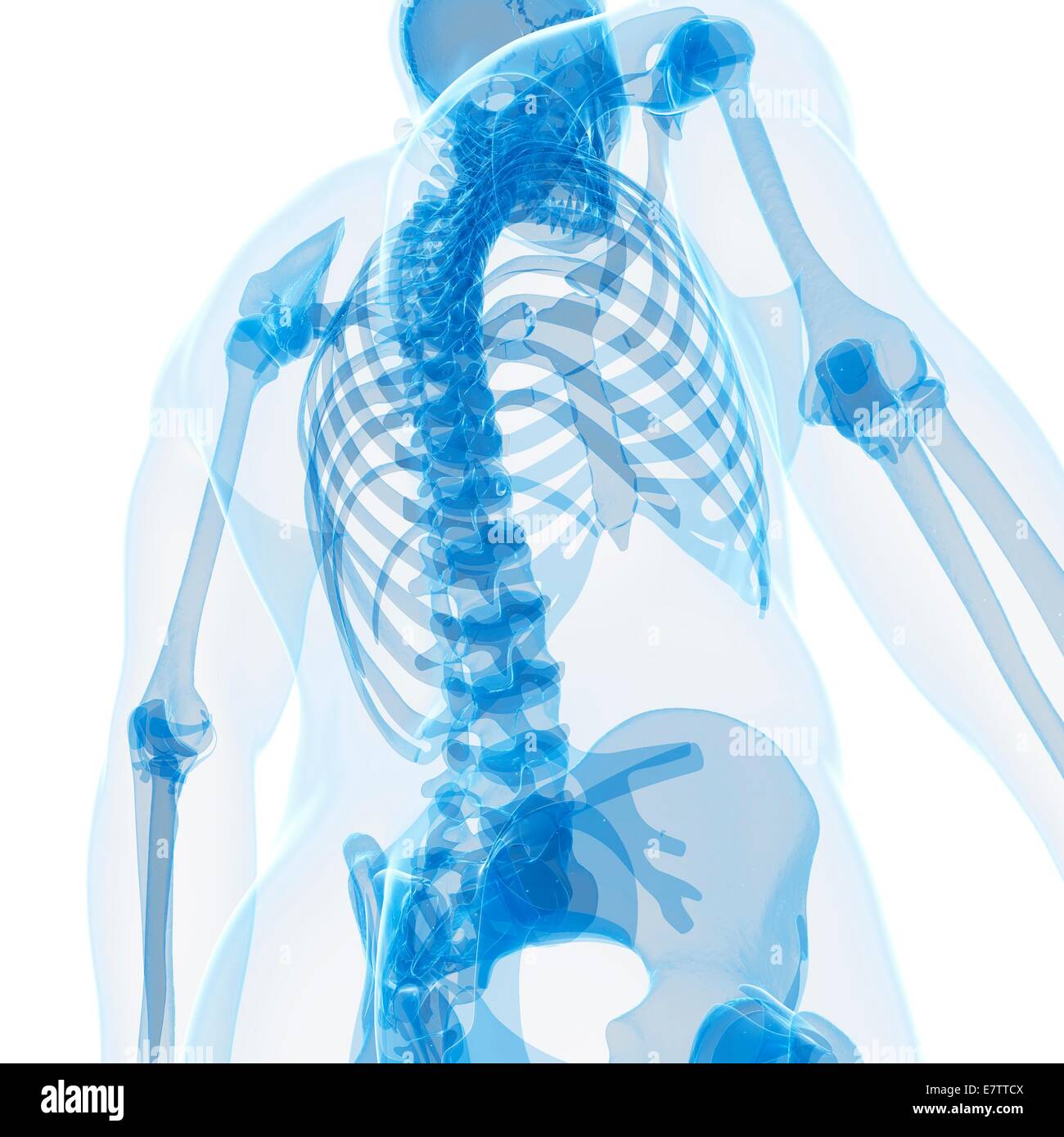 Human spine, computer artwork Stock Photo - Alamy