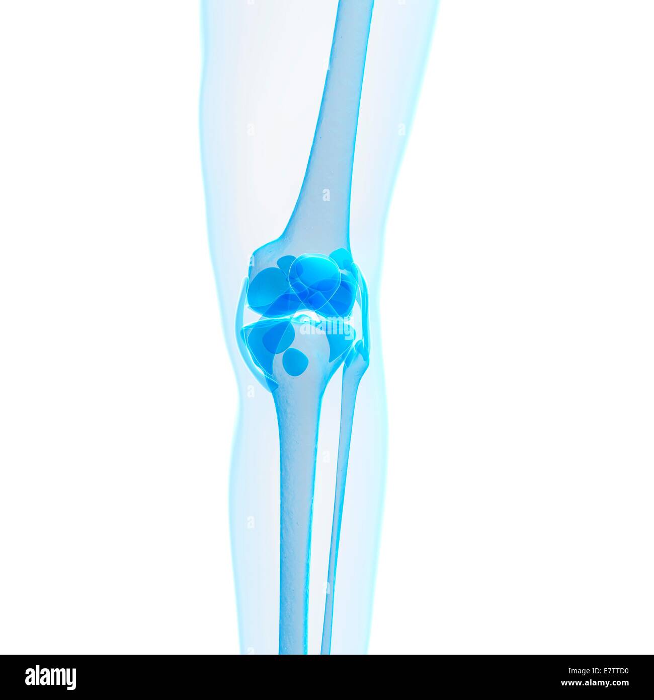 Human knee joint, computer artwork Stock Photo - Alamy
