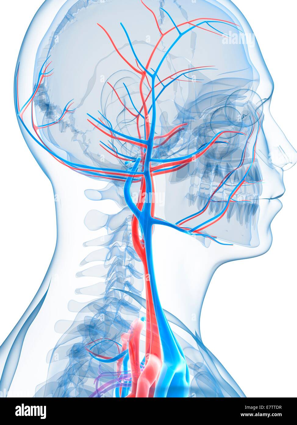 Human vascular system of the head, computer artwork Stock Photo - Alamy