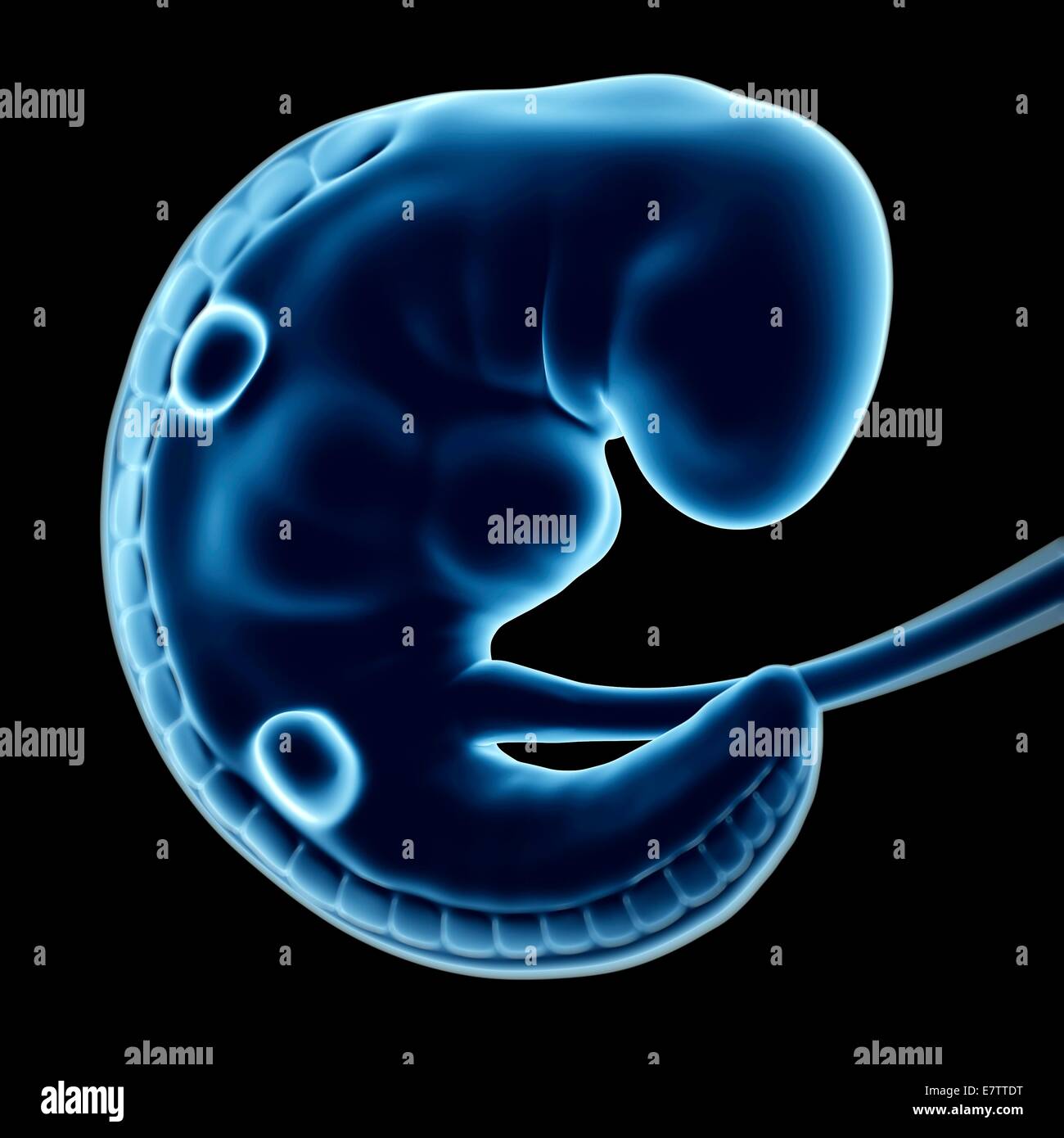 Human fetal development (month 1), computer artwork Stock Photo - Alamy
