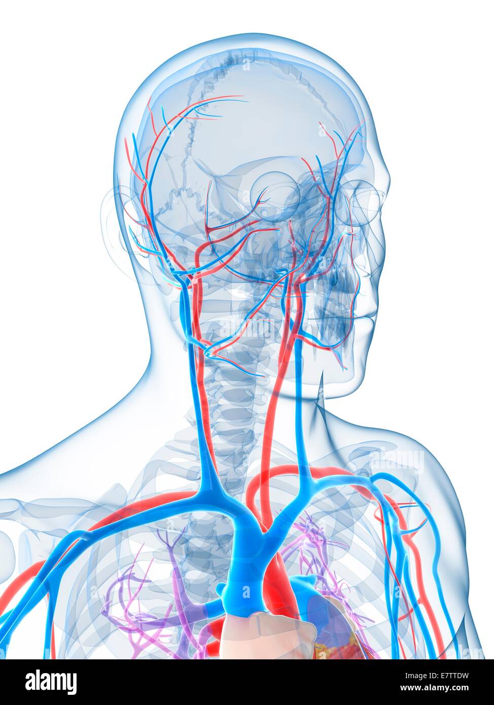 Human vascular system of the head, computer artwork Stock Photo - Alamy