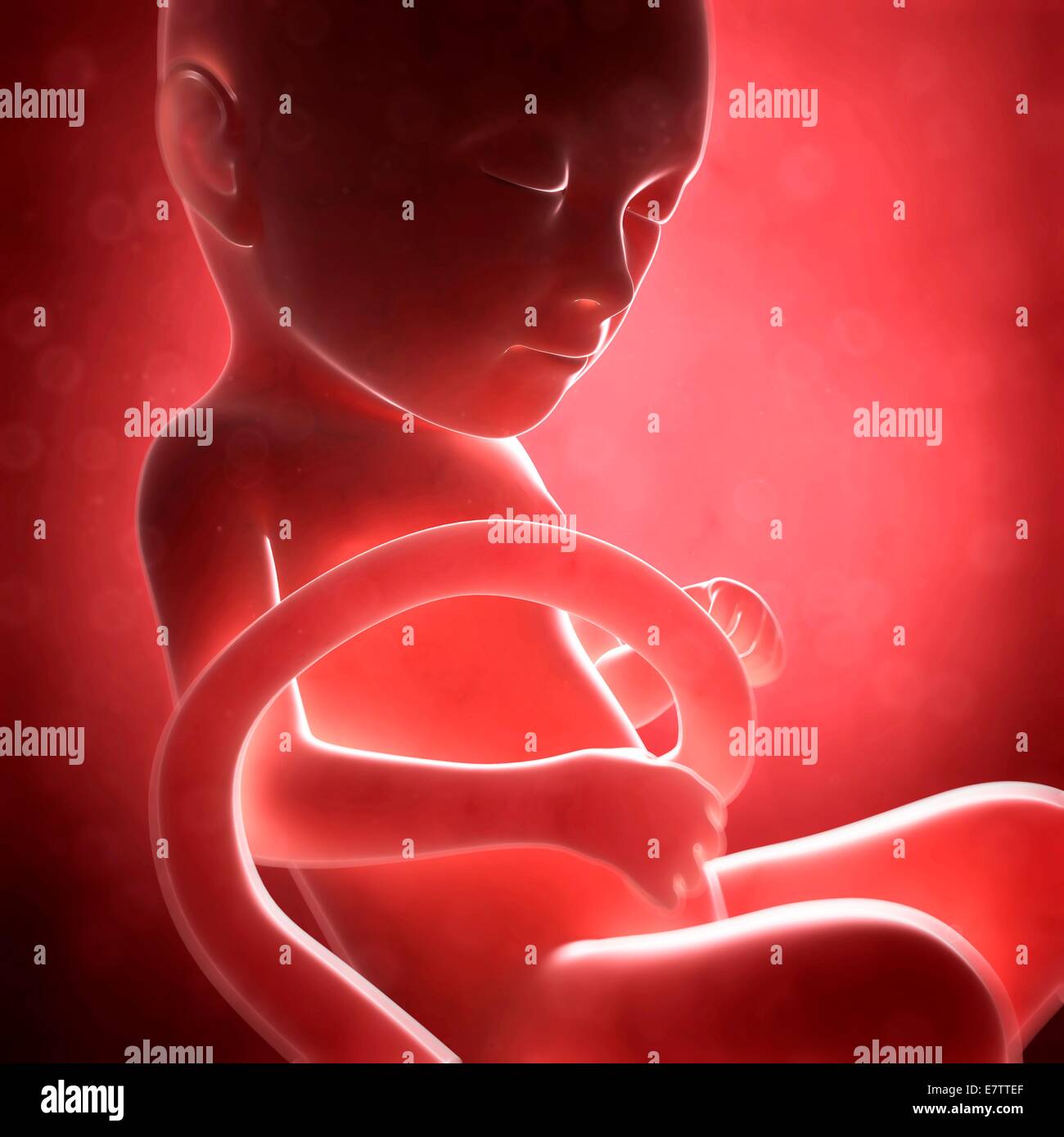 Human fetal development (month 6), computer artwork Stock Photo - Alamy