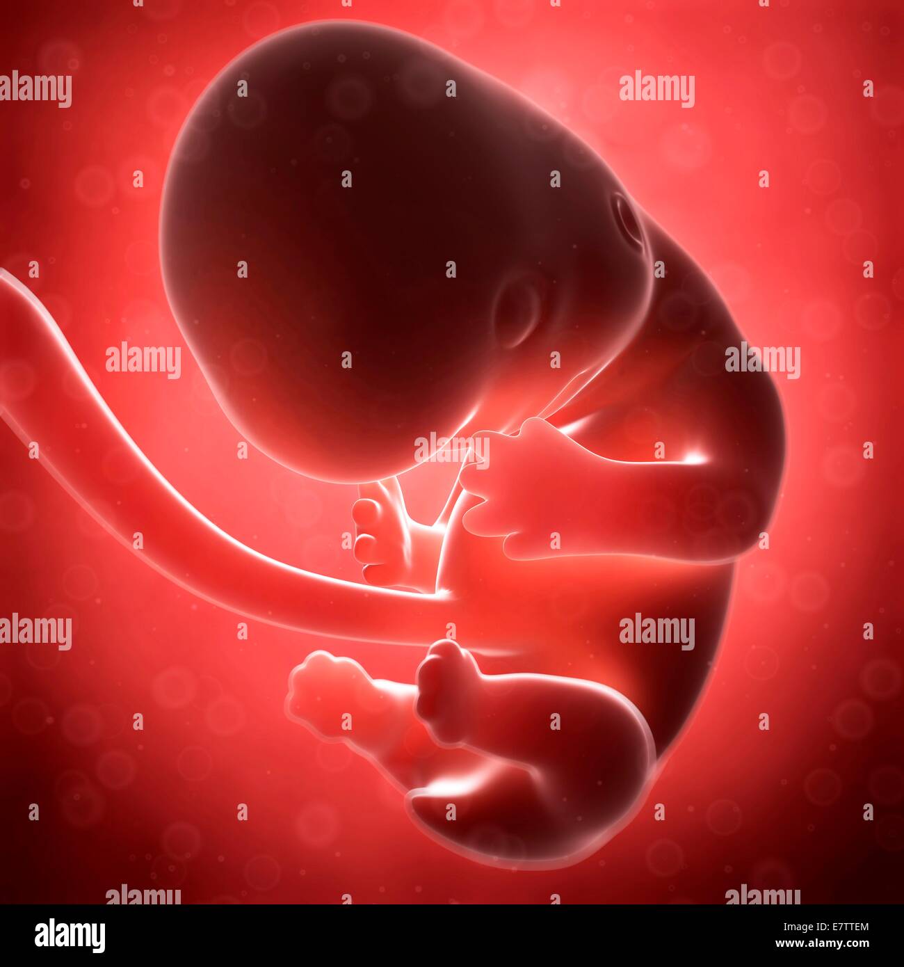 Fetal Development Month 2 Stages Human Fetal Development 2 Months