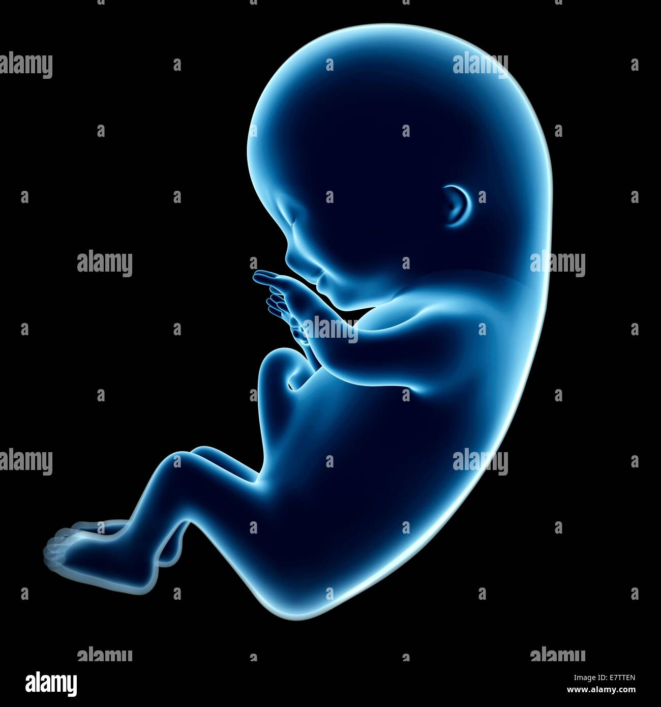 Human fetal development (month 3), computer artwork Stock Photo - Alamy