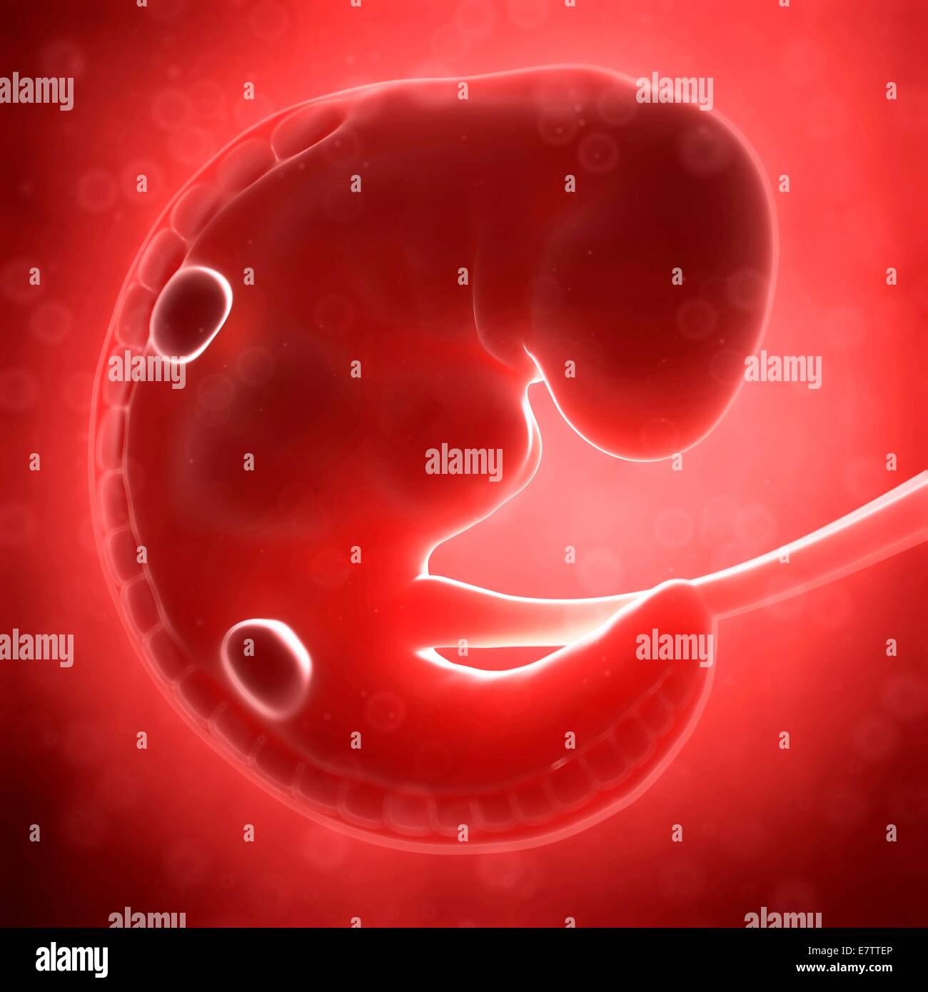 Human Fetal Development Month By Month Fetal Development Model At 4th
