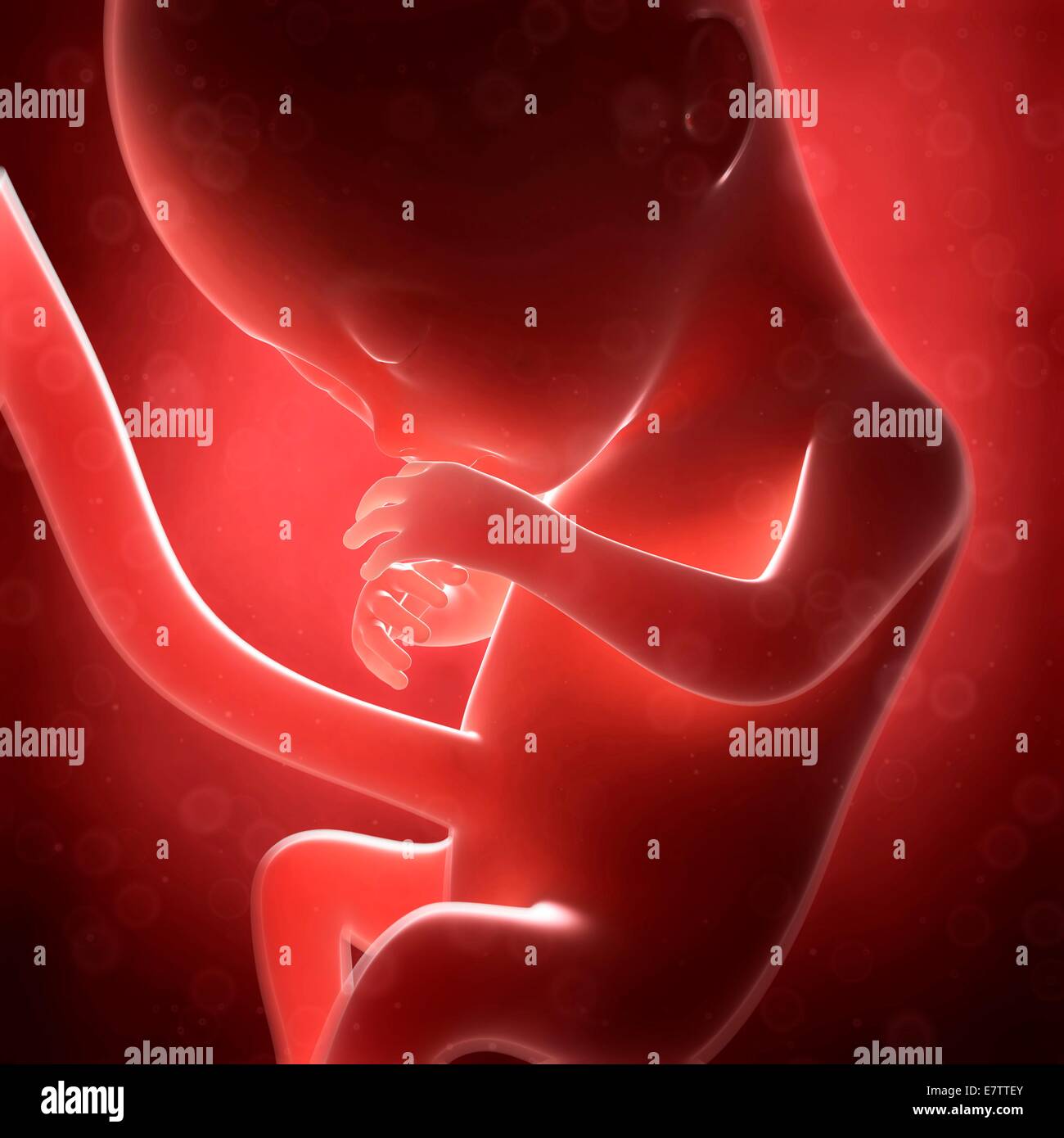 Fetal Development Month 5
