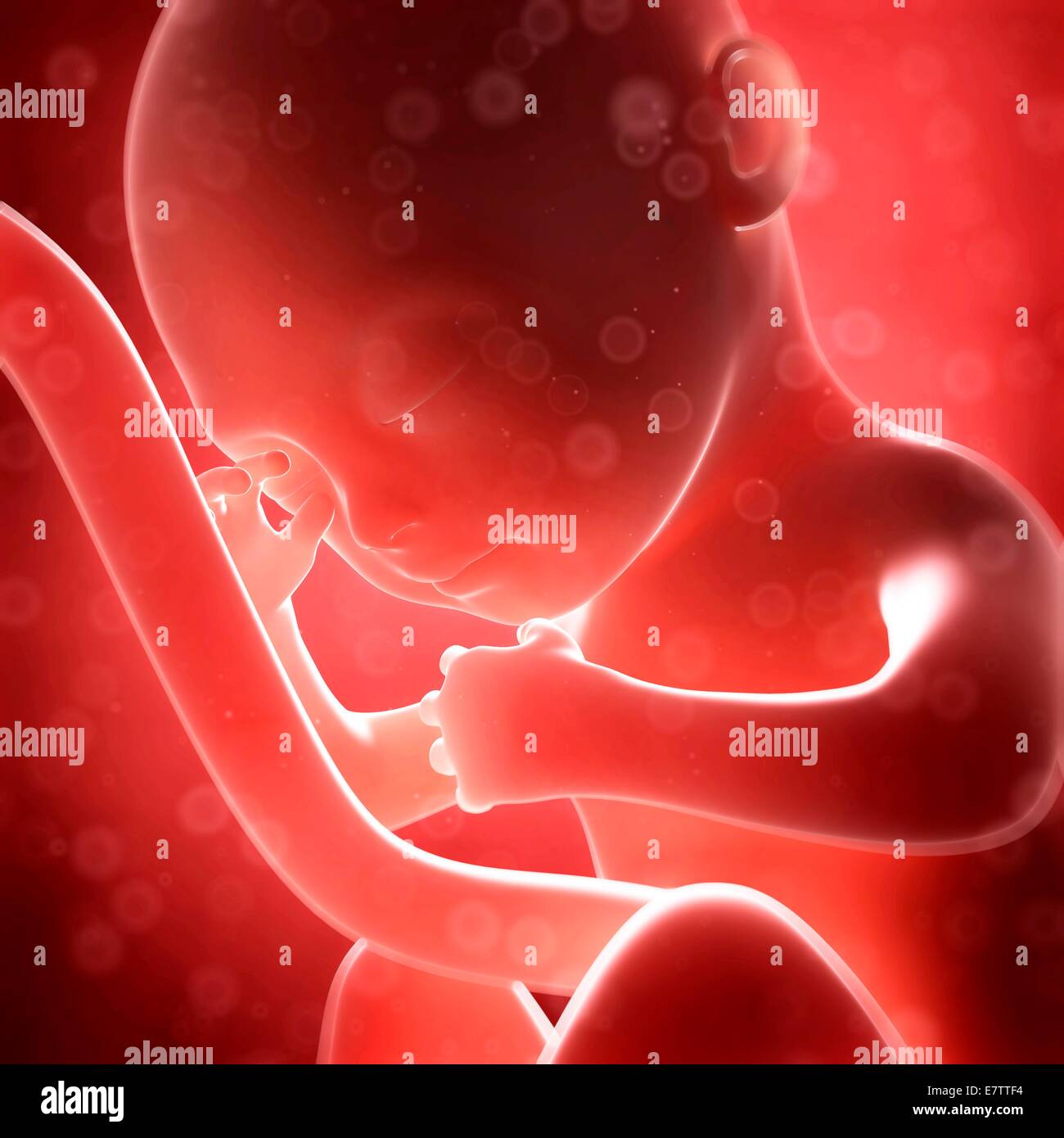 Fetal development 3 month hi-res stock photography and images - Alamy