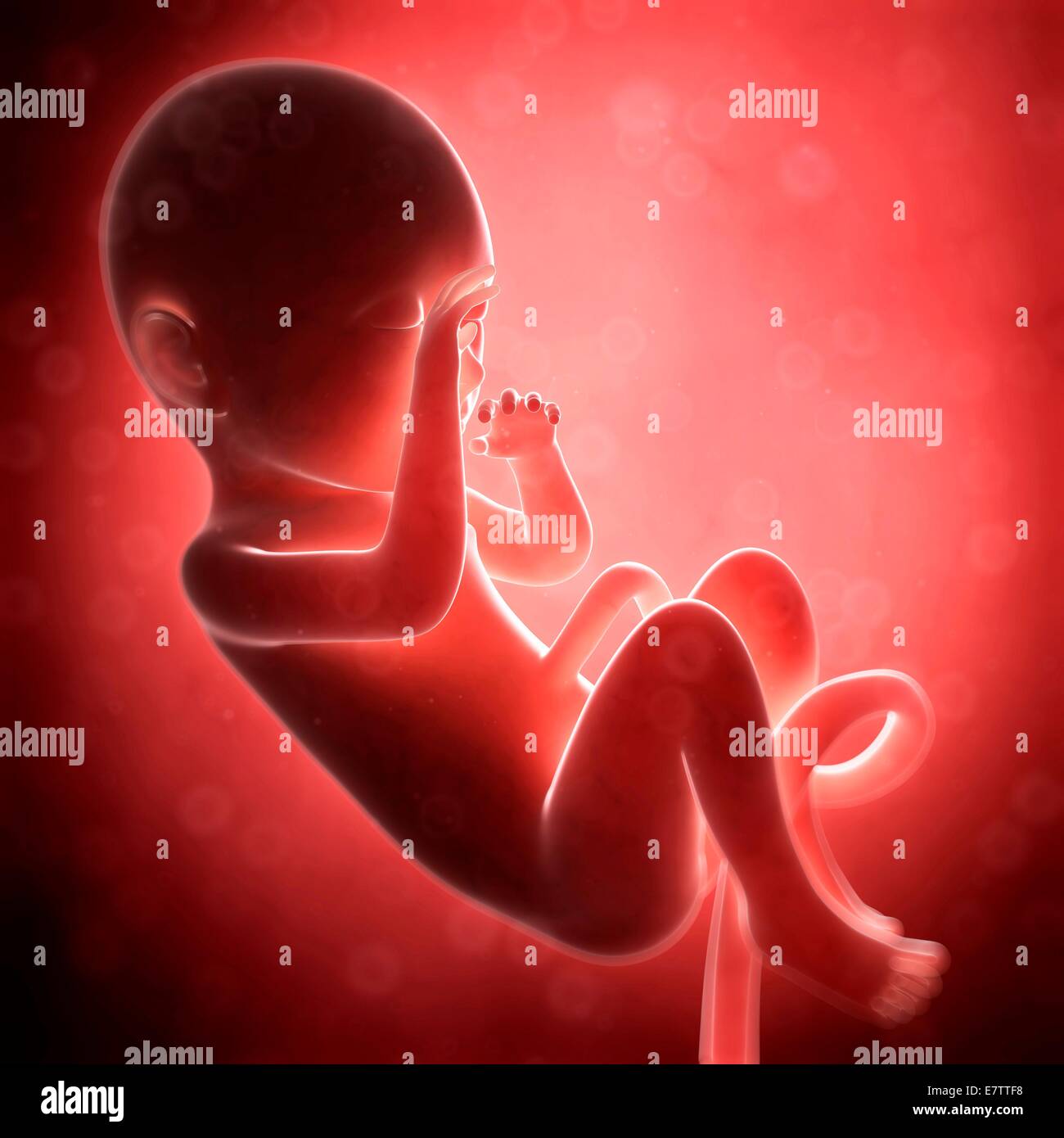 Human fetal development (month 8), computer artwork Stock Photo - Alamy