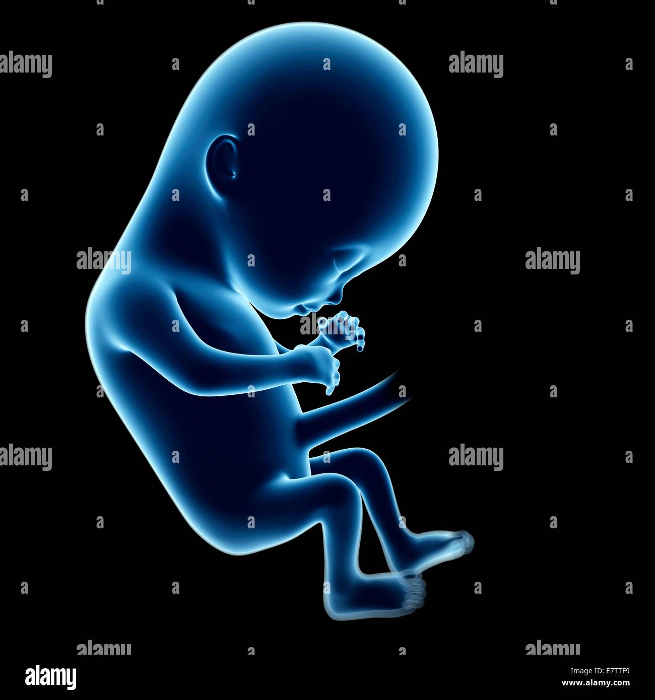 Human fetal development (month 4), computer artwork Stock Photo - Alamy