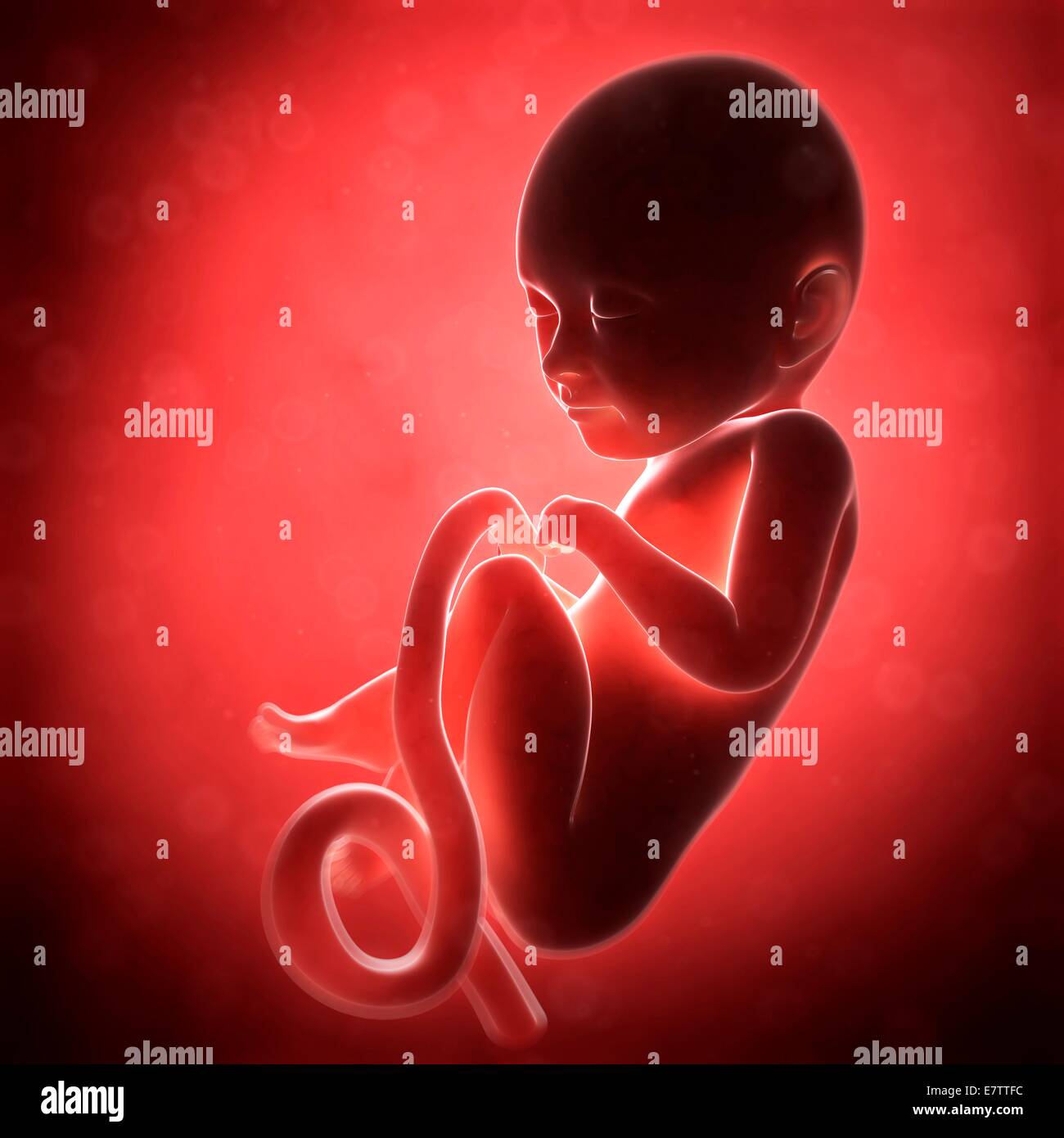 3 month fetus hi-res stock photography and images - Alamy