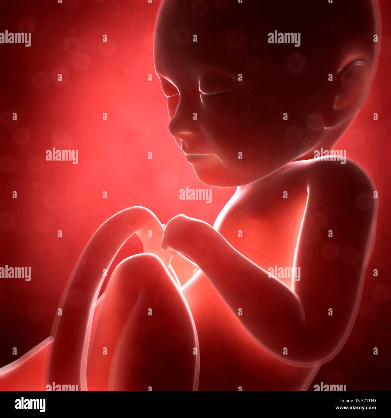 Human fetal development (month 9), computer artwork Stock Photo - Alamy