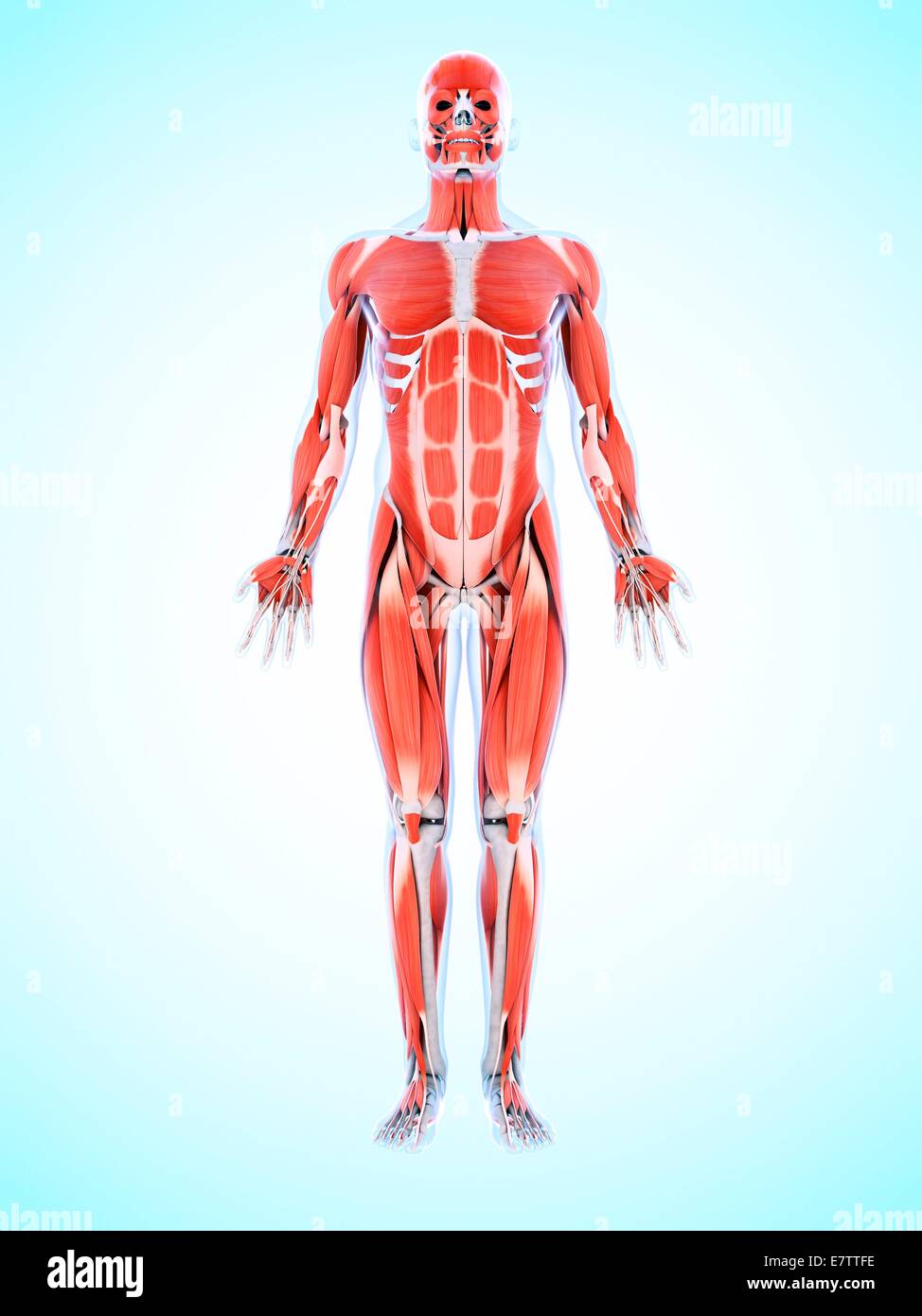 Human muscular system, computer artwork Stock Photo - Alamy