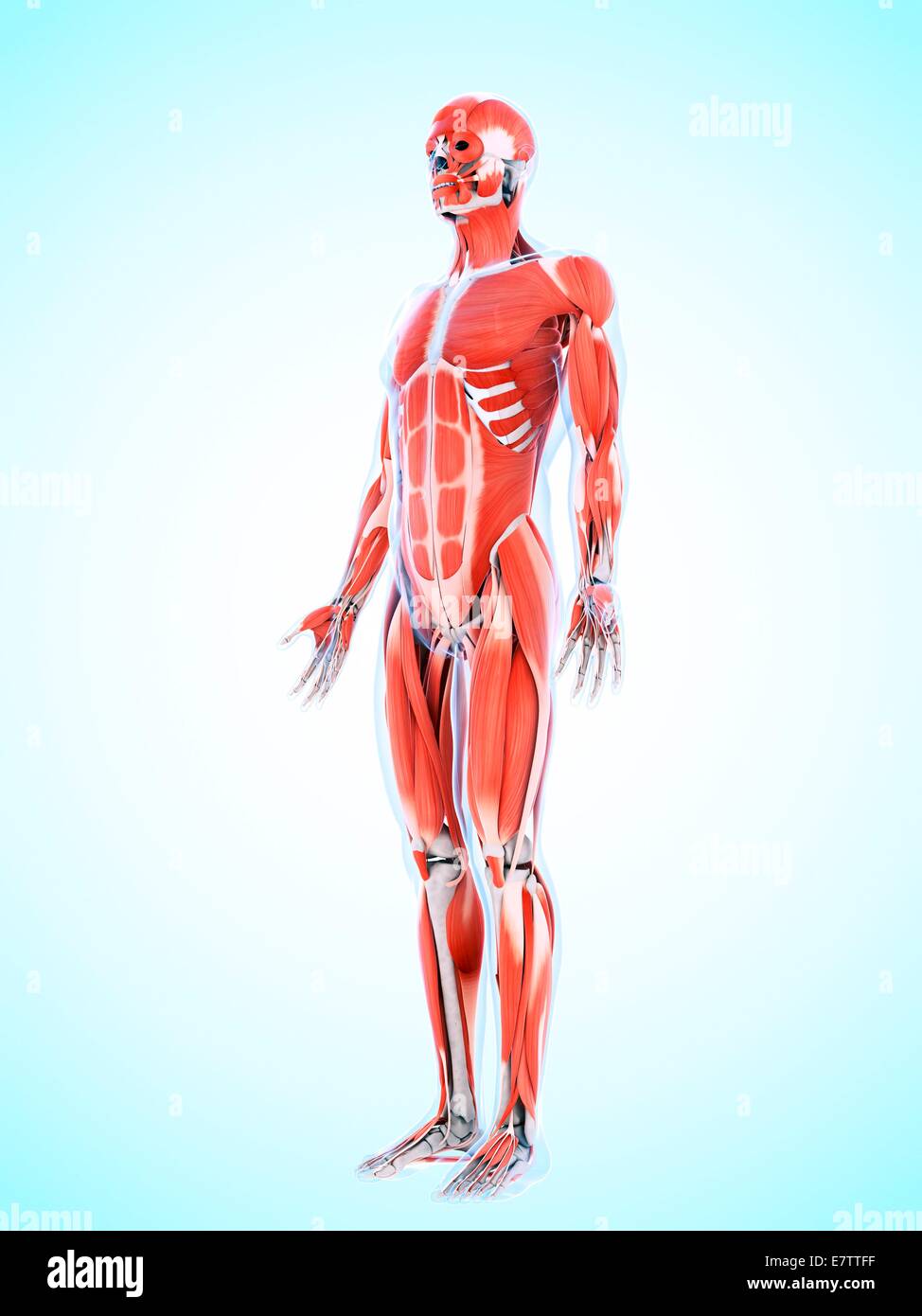 Human musculoskeletal system, artwork hi-res stock photography and ...