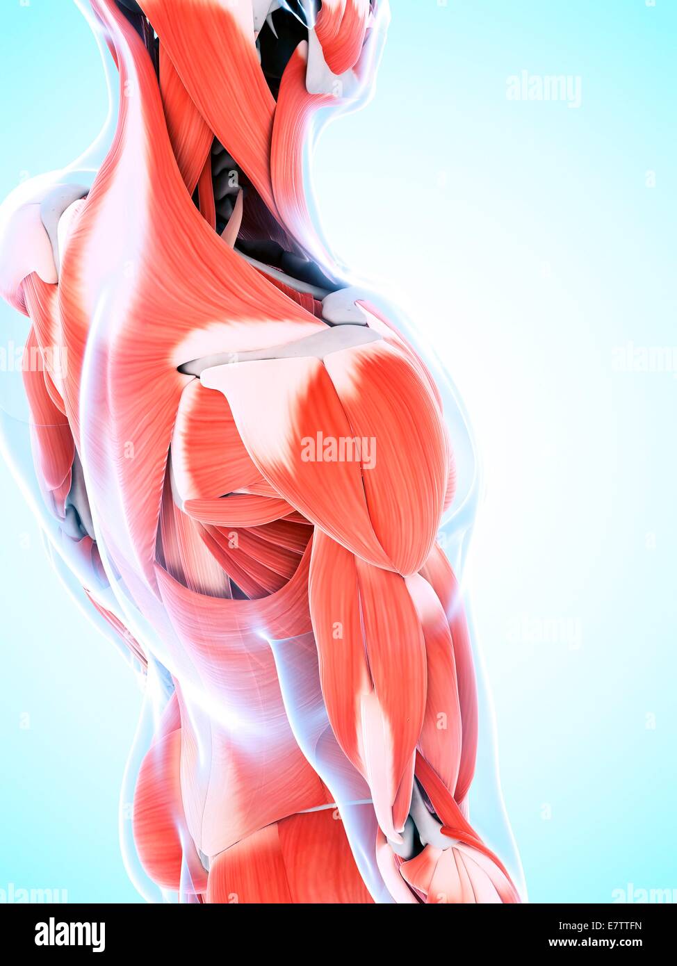 Shoulder muscle Cut Out Stock Images & Pictures - Alamy