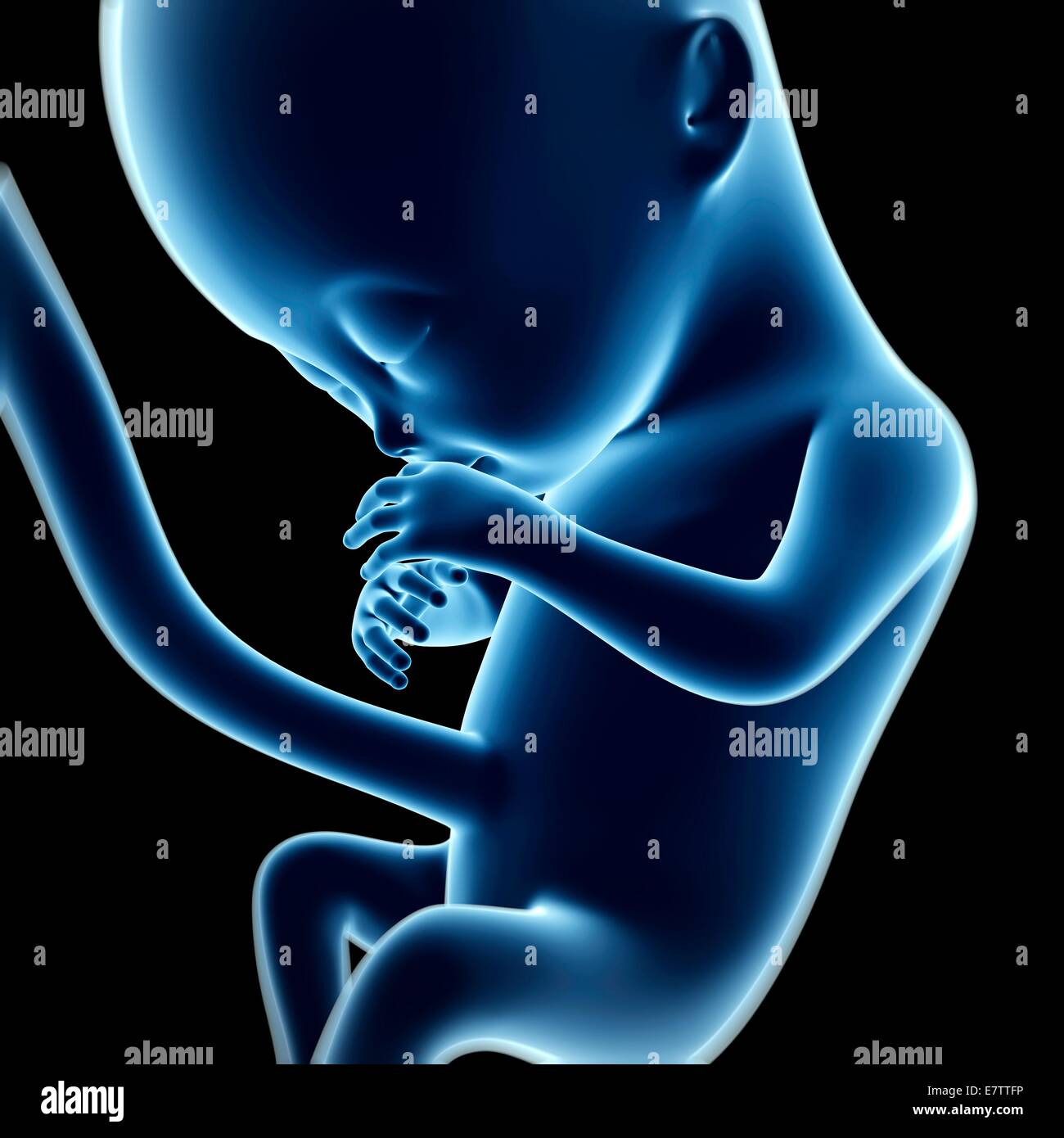 Human fetal development (month 4), computer artwork Stock Photo - Alamy