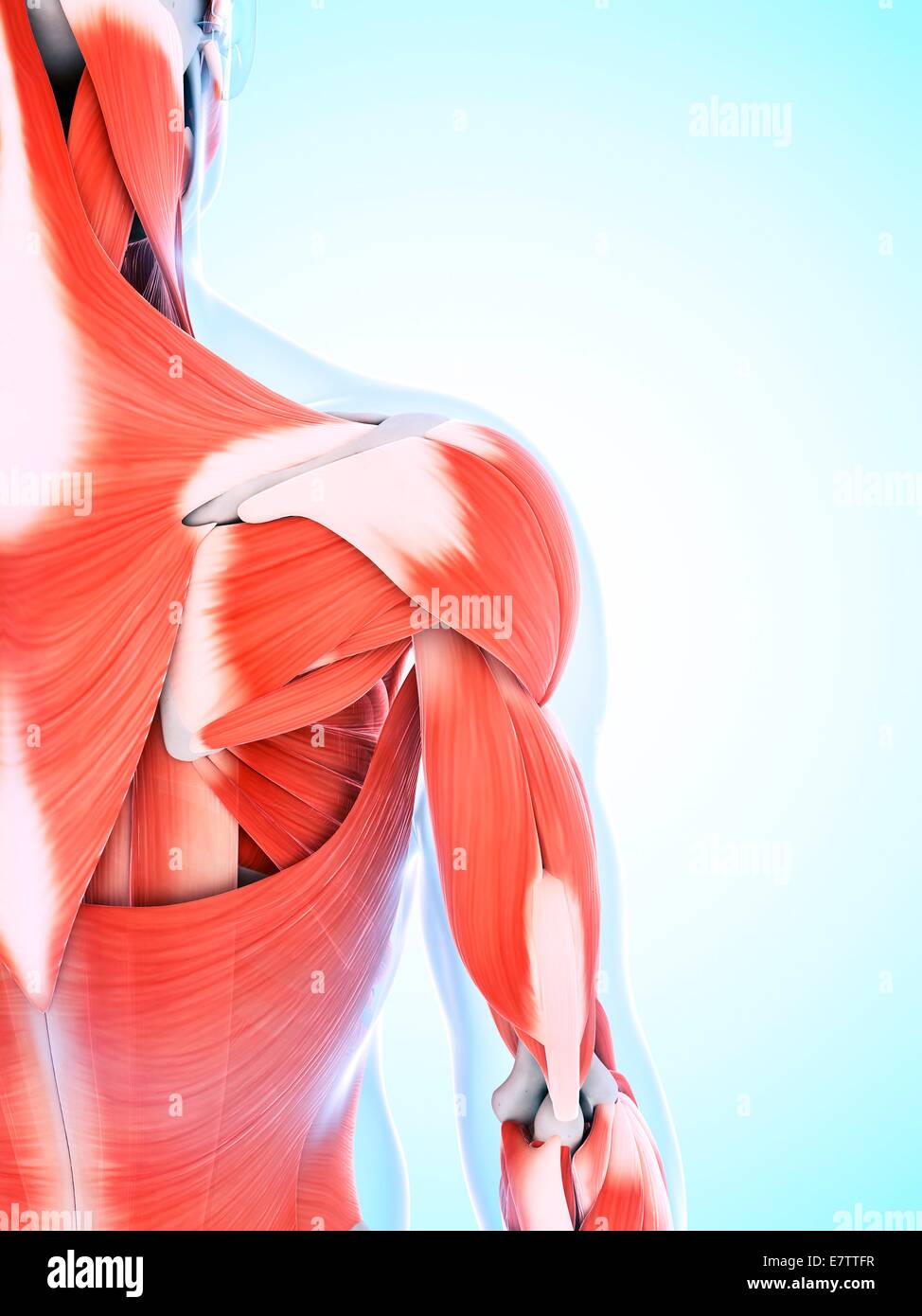 Human muscular system of the shoulder, computer artwork Stock Photo - Alamy