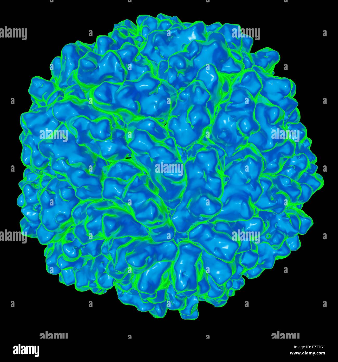 Saccharomyces cerevisiae hi-res stock photography and images - Alamy