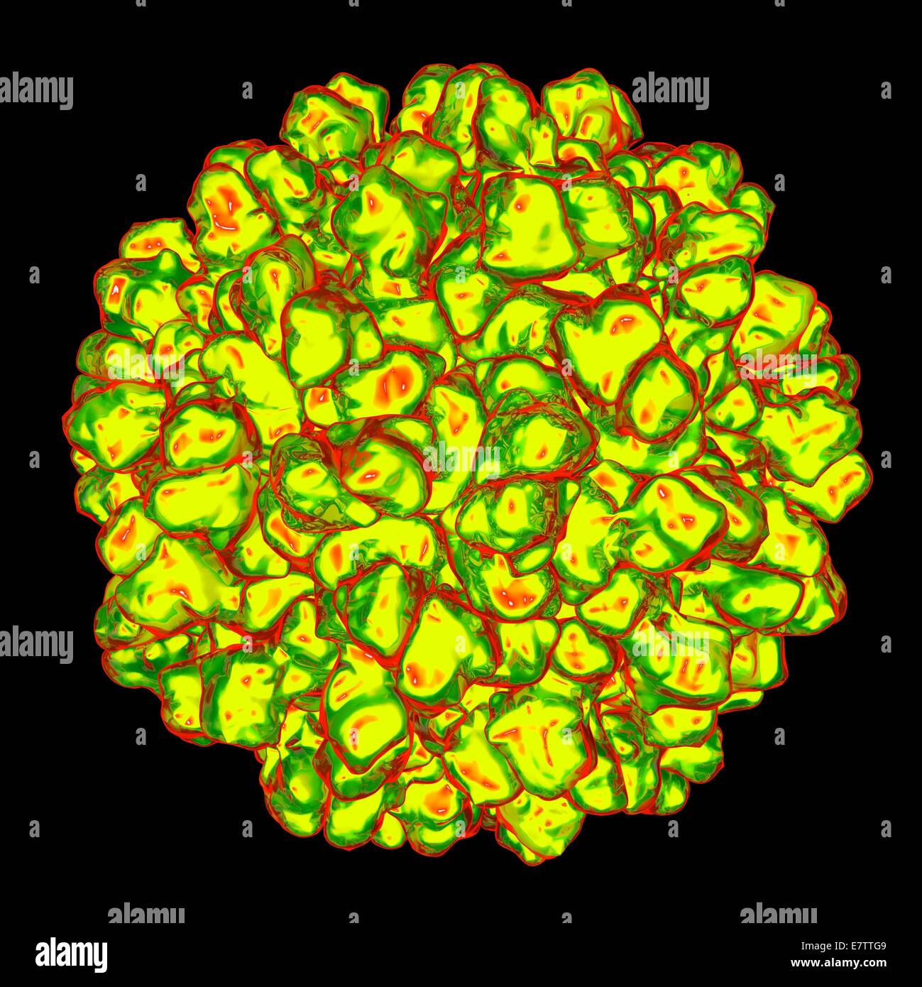 Melon necrotic spot virus, computer artwork Stock Photo - Alamy