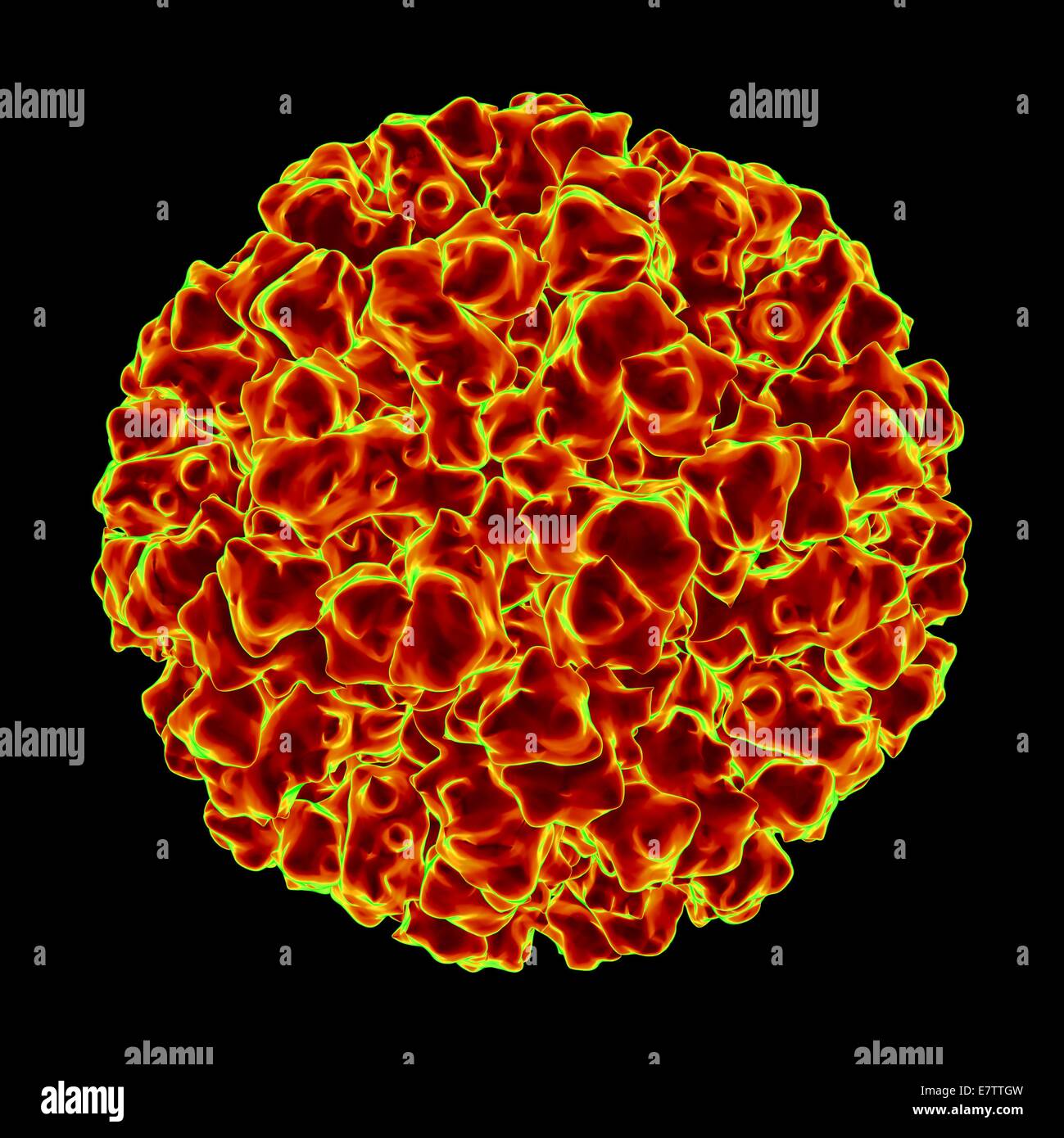 Norwalk virus, computer artwork Stock Photo - Alamy Norwalk virus, computer artwork Stock Photo - Alamy