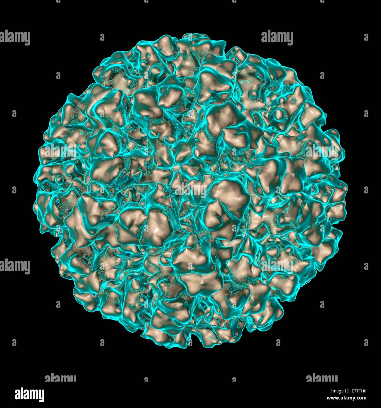 Norwalk virus, computer artwork Stock Photo - Alamy Norwalk virus, computer artwork Stock Photo - Alamy