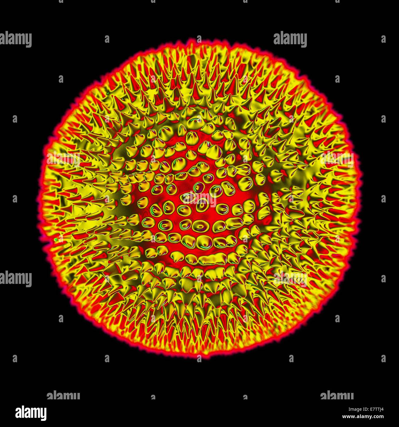 Rubella virus, computer artwork Stock Photo - Alamy