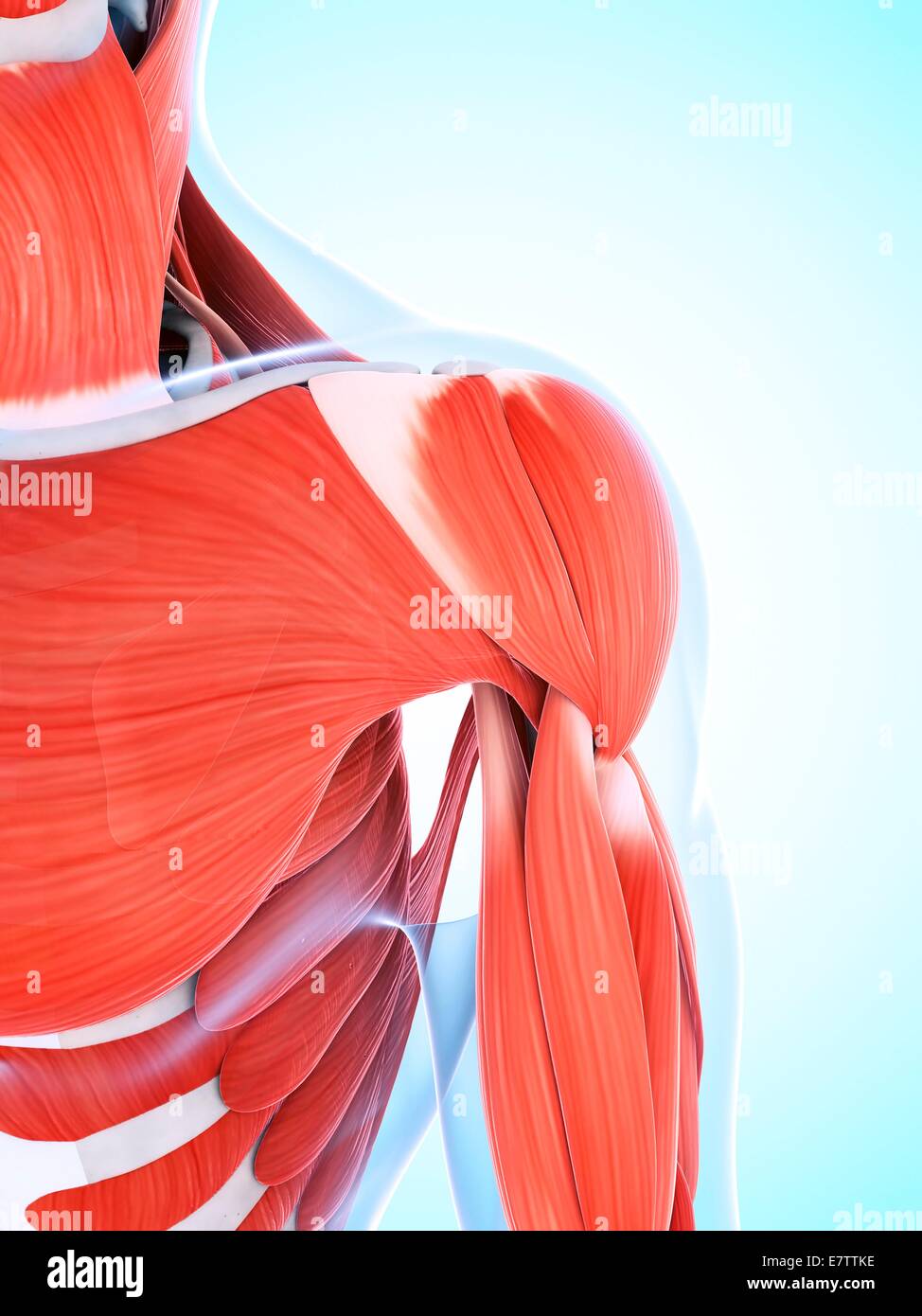Human muscular system of the shoulder, computer artwork Stock Photo - Alamy